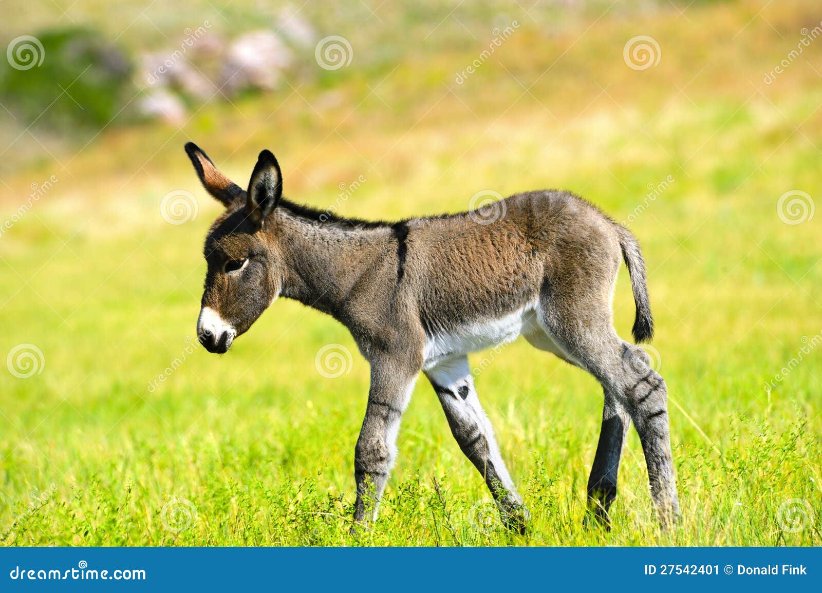Baby Burro stock image. Image of young, baby, green, equus - 27542401