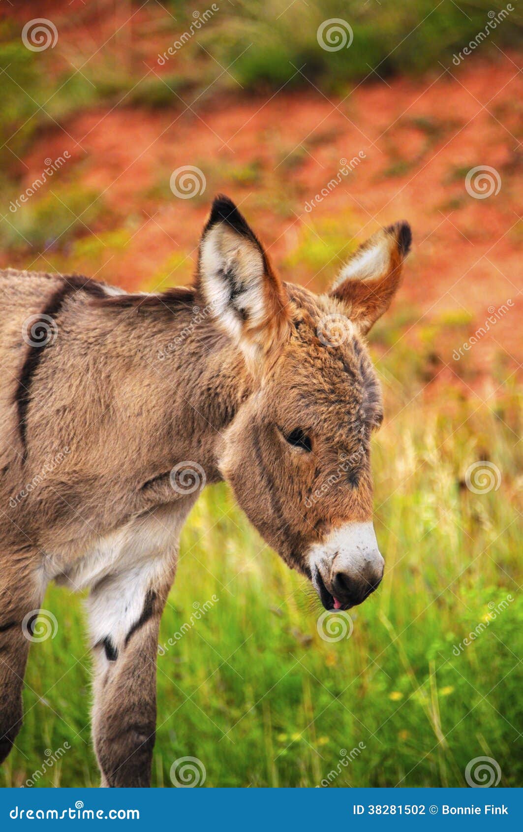 Baby Burro stock photo. Image of burro, state, custer - 38281502