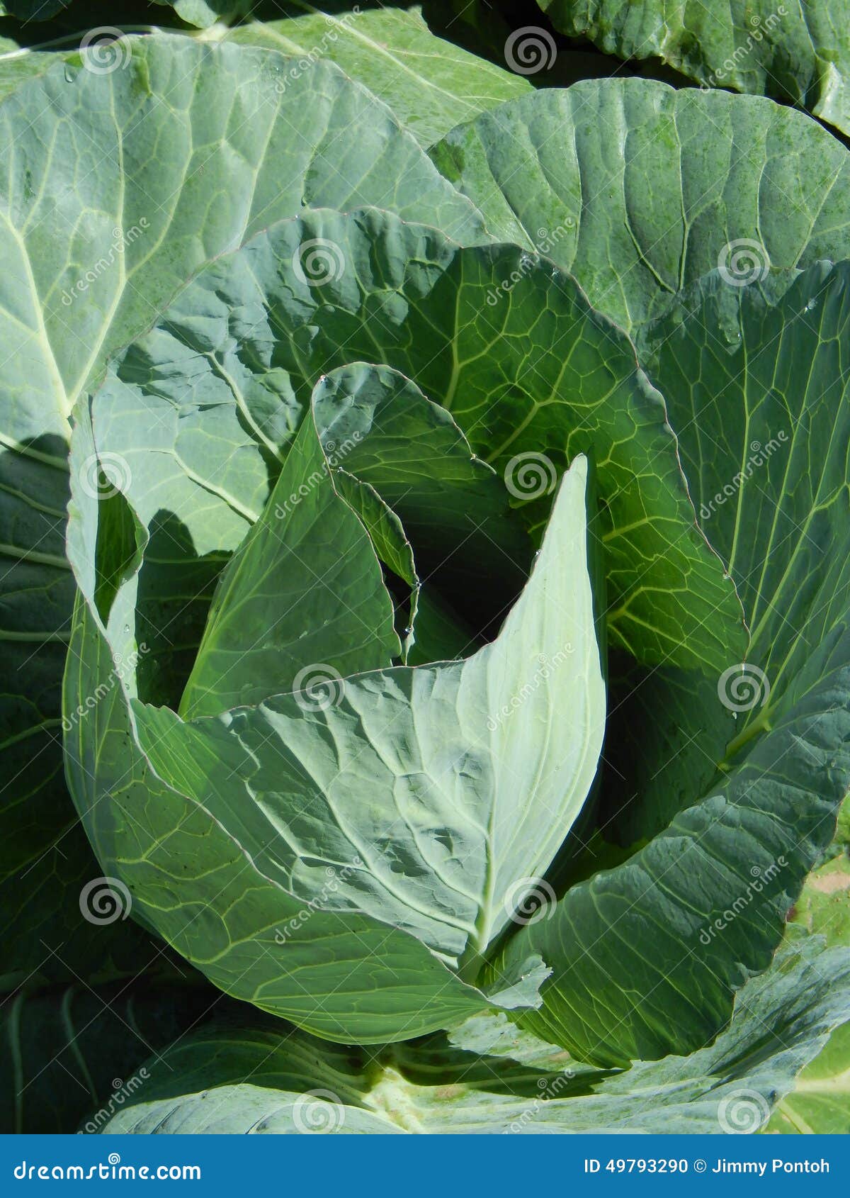 Baby Cabbage stock photo. Image of evolve, high, asia - 49793290