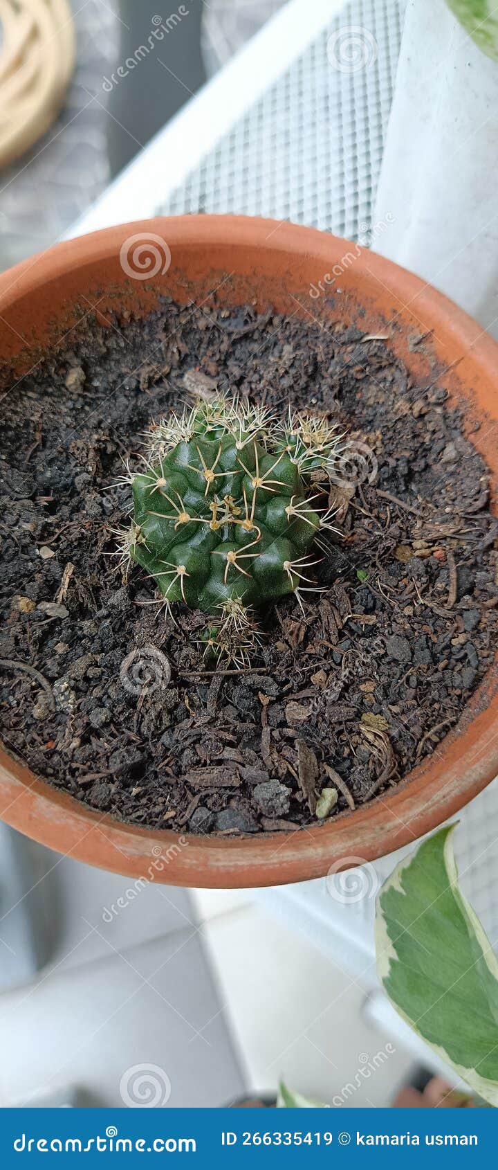Baby cactus stock image. Image of baby, herb, flower - 266335419