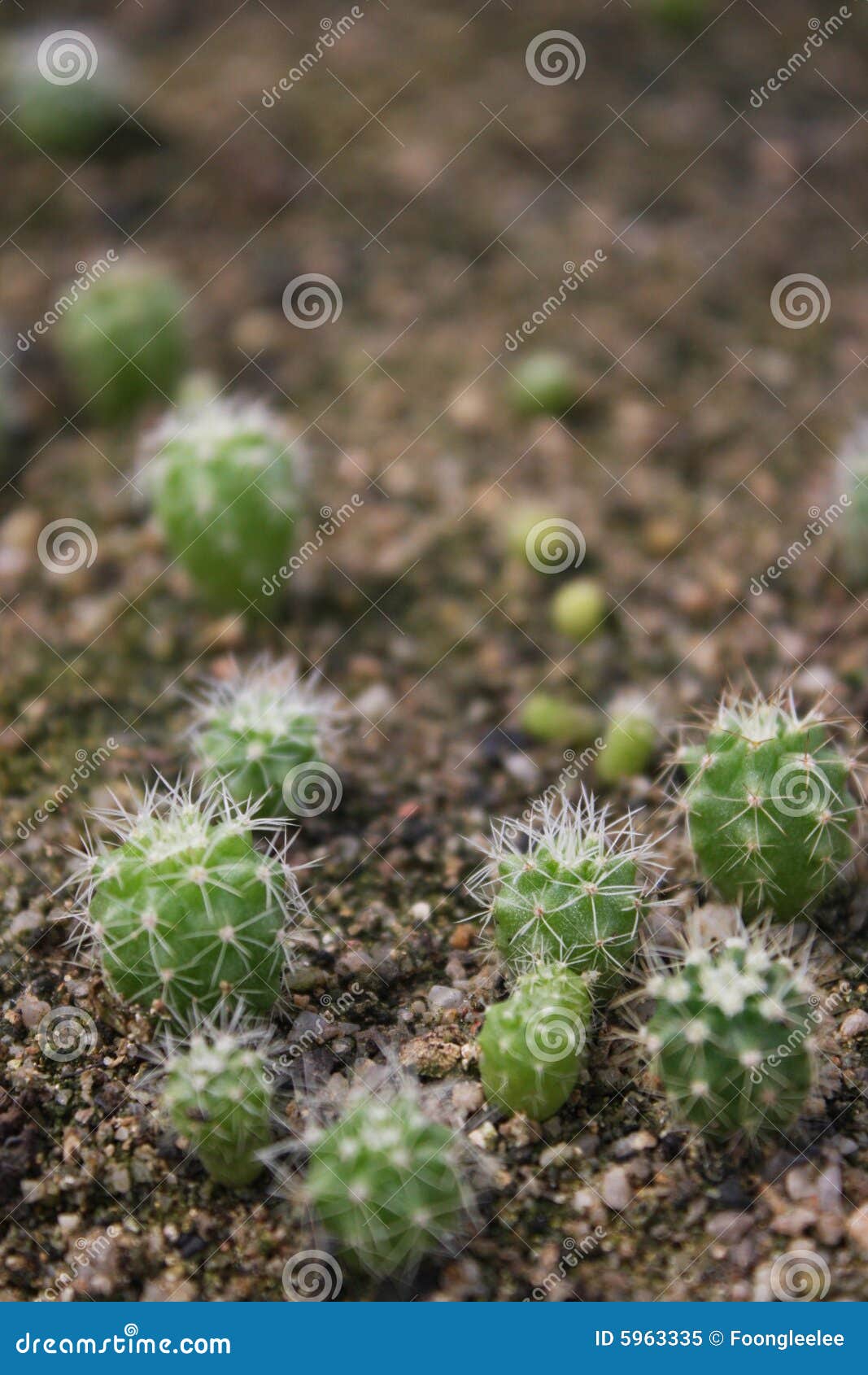 Baby cactus stock image. Image of small, struggling, extremely - 5963335