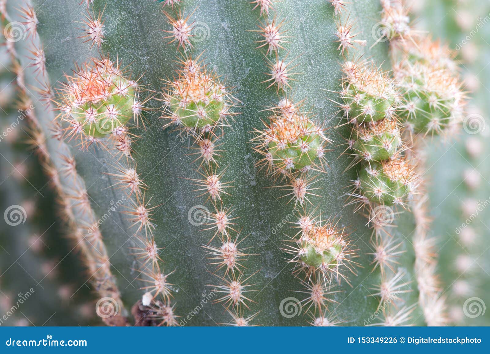 Baby Cactus stock photo. Image of closeup, leaf, growth - 153349226