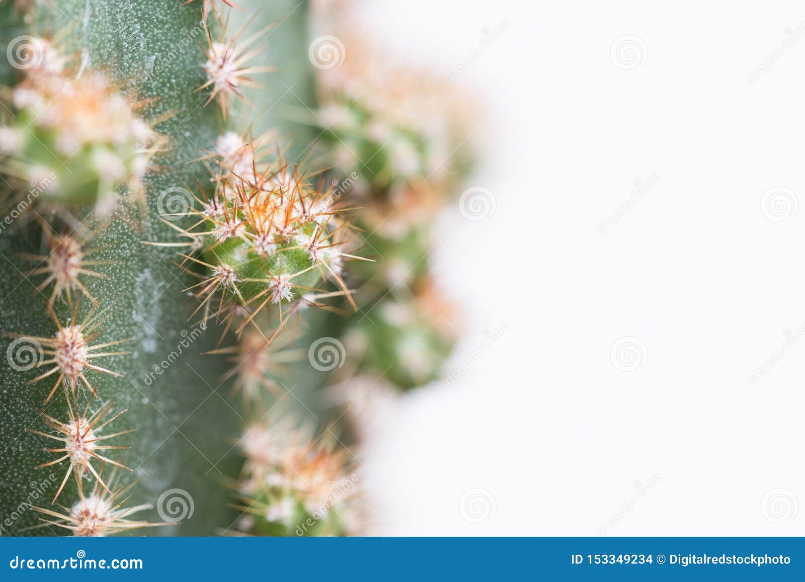Baby Cactus stock photo. Image of botany, outdoor, decoration - 153349234