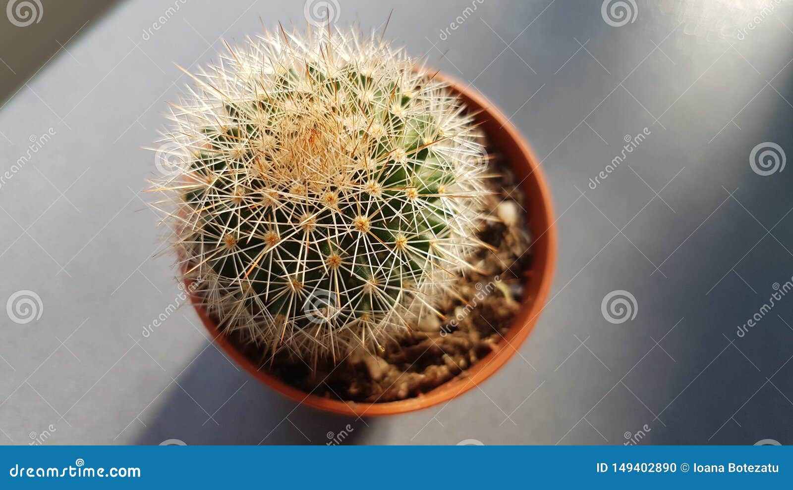 Baby cactus in sunrise stock photo. Image of baby, cactus - 149402890