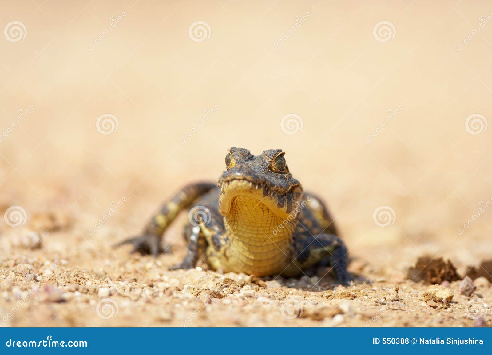 Baby Caiman Picture. Image: 550388