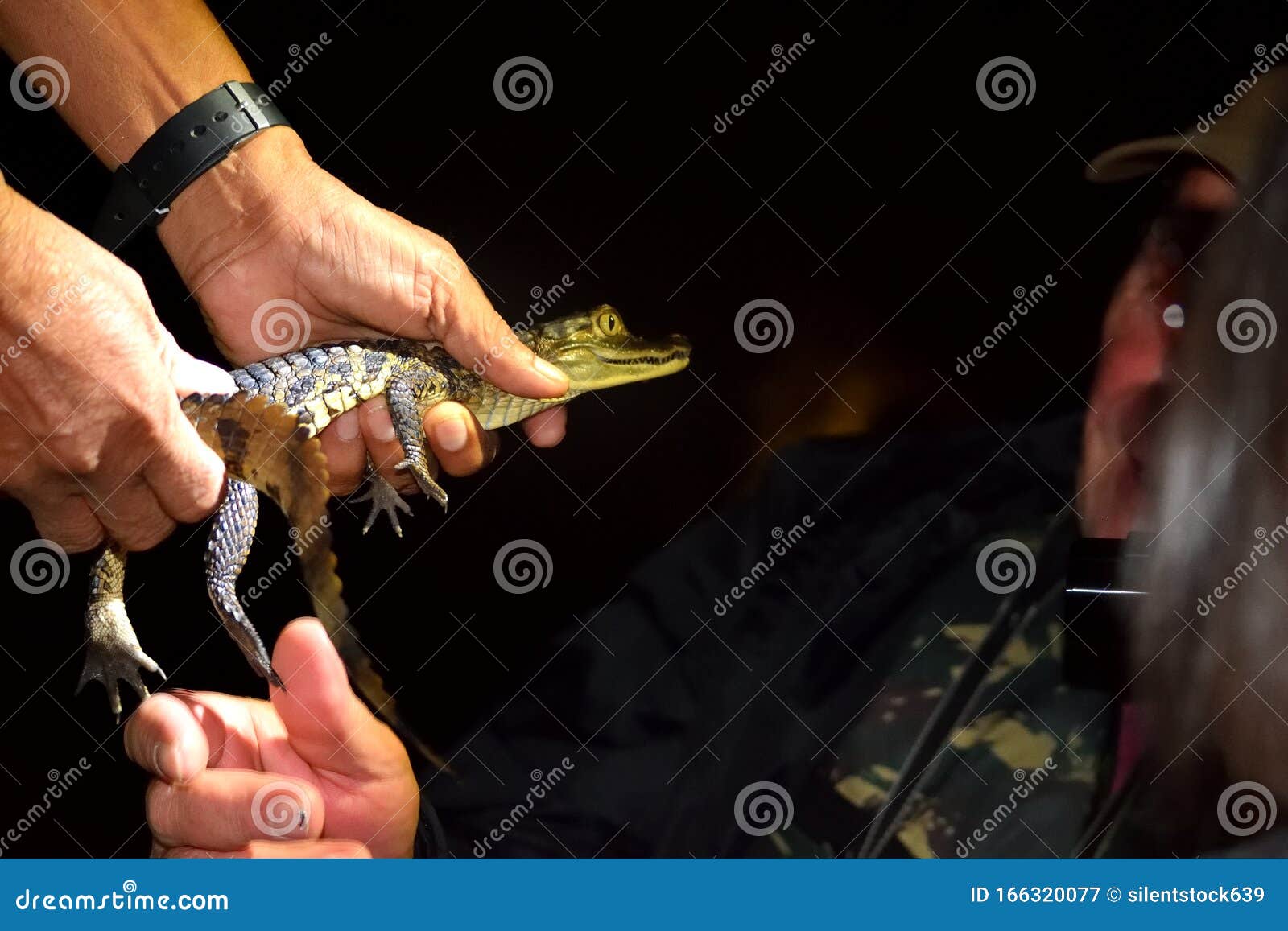 Baby Caiman on Rio Negro, Amazon, Brazil Stock Image - Image of ...