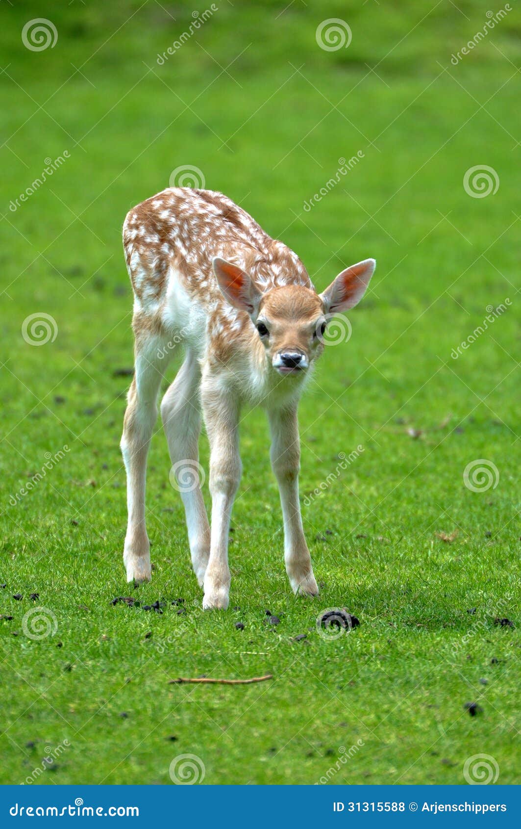 Baby calf deer resting stock photo. Image of spotted - 31315588