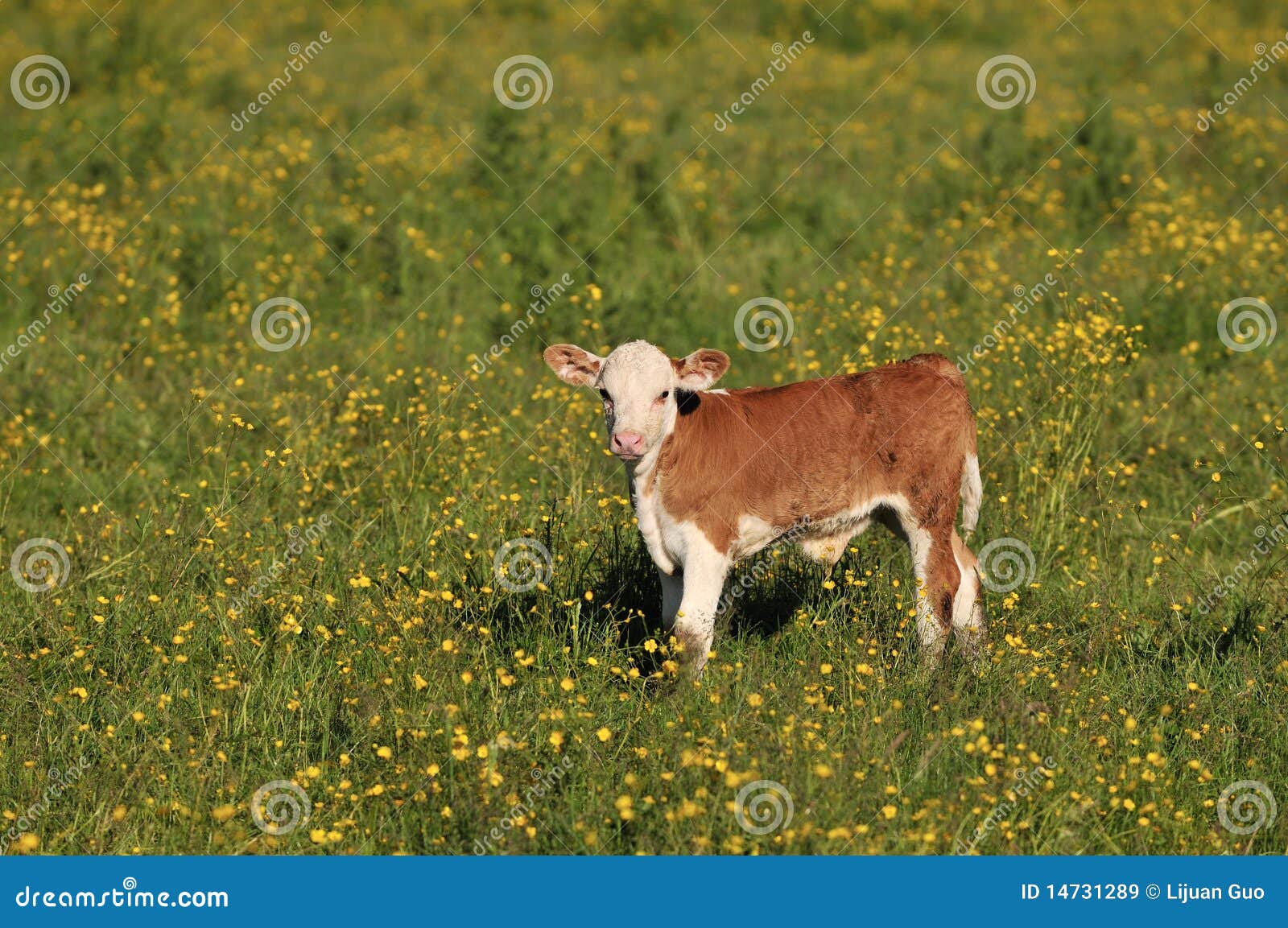 Baby calf in the field stock image. Image of agriculture - 14731289