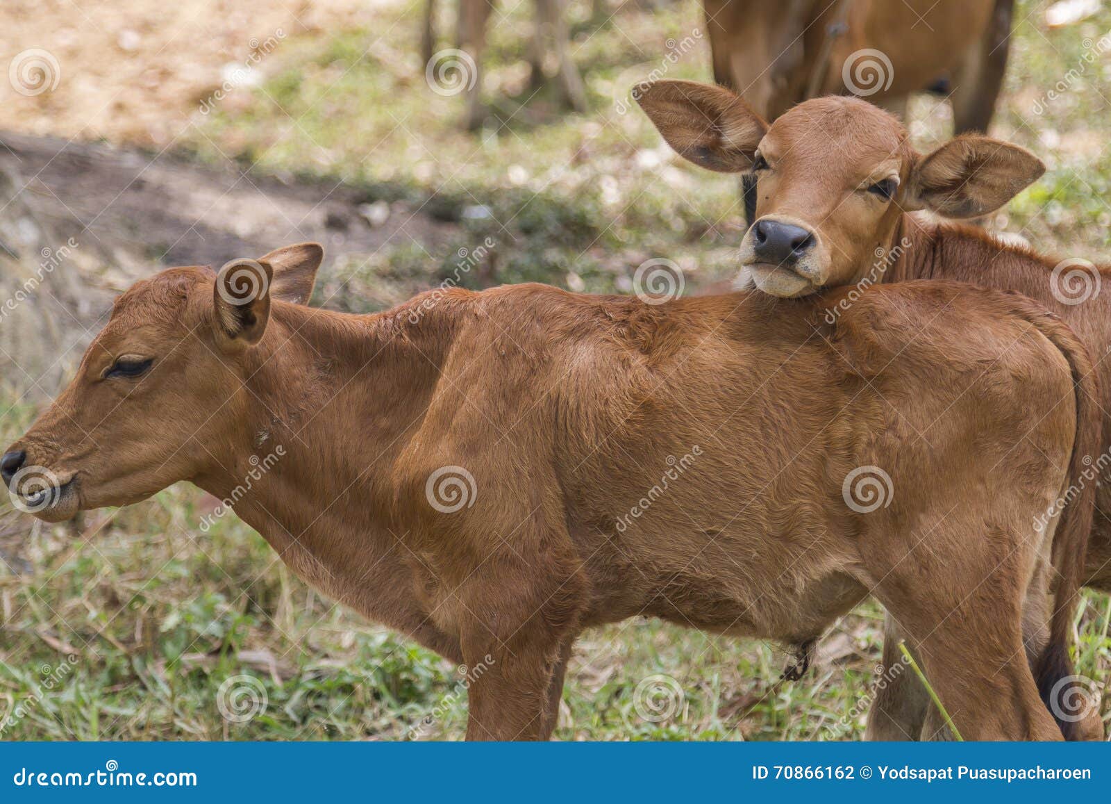 A baby calf stock photo. Image of male, beef, abound - 70866162