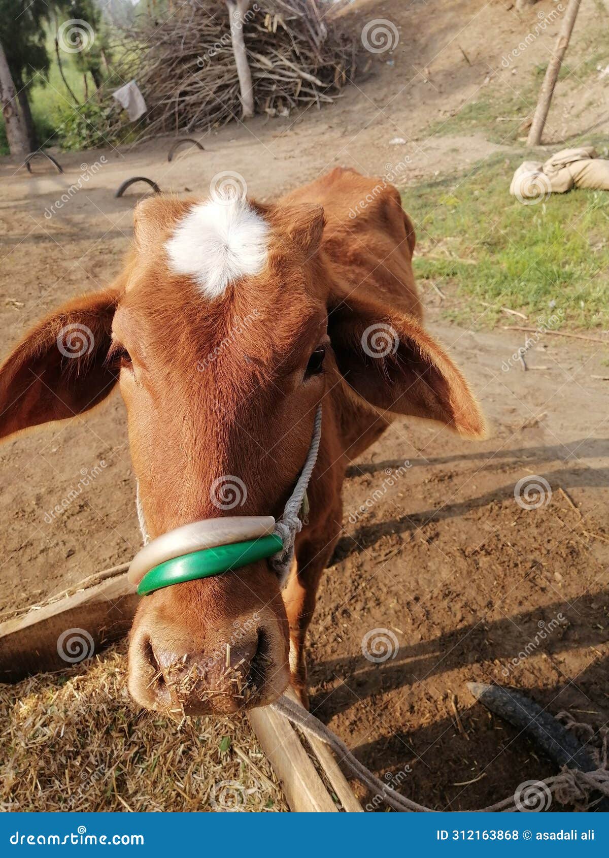 A Baby Calf Looking for a Good Cow Stock Photo - Image of calf, baby ...