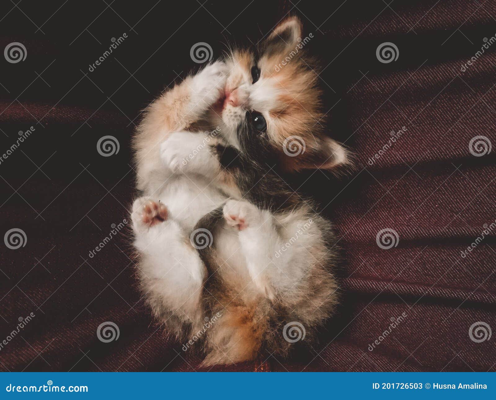 A baby Calico cat stock image. Image of cute, baby, calico - 201726503
