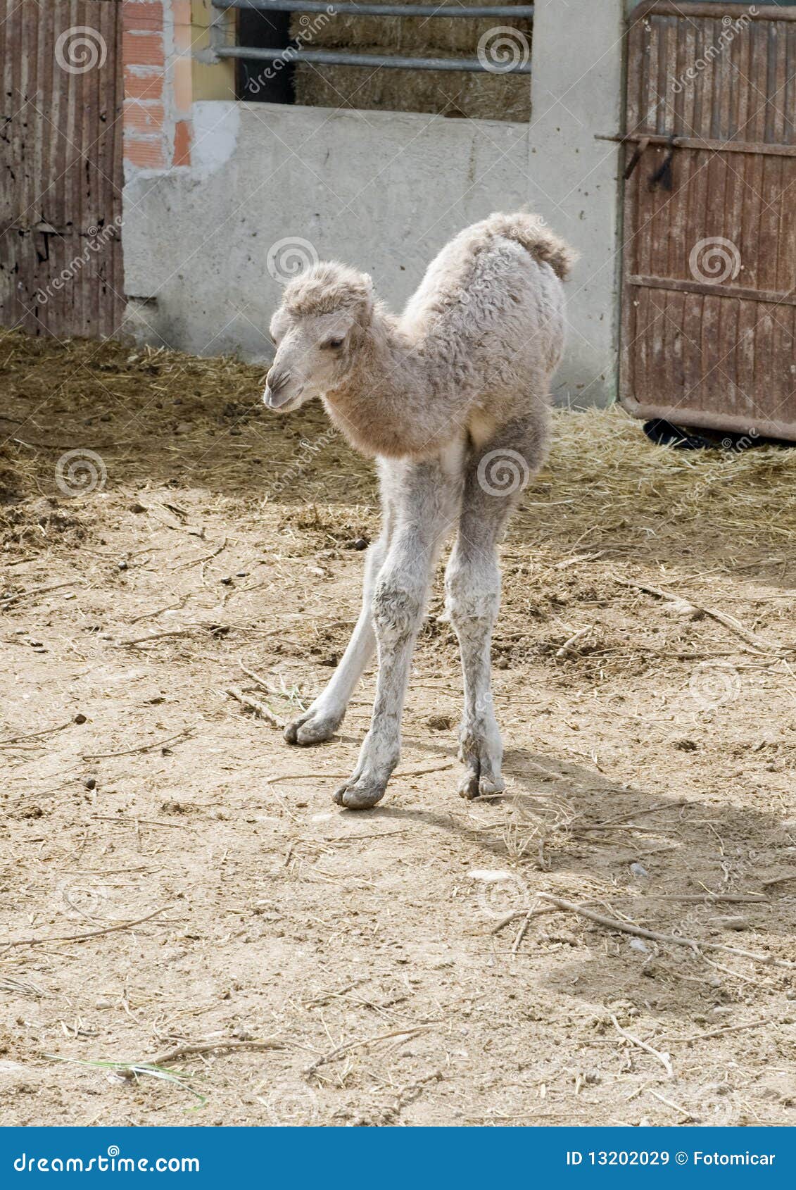 Baby Camel stock image. Image of rides, arab, almeria - 13202029