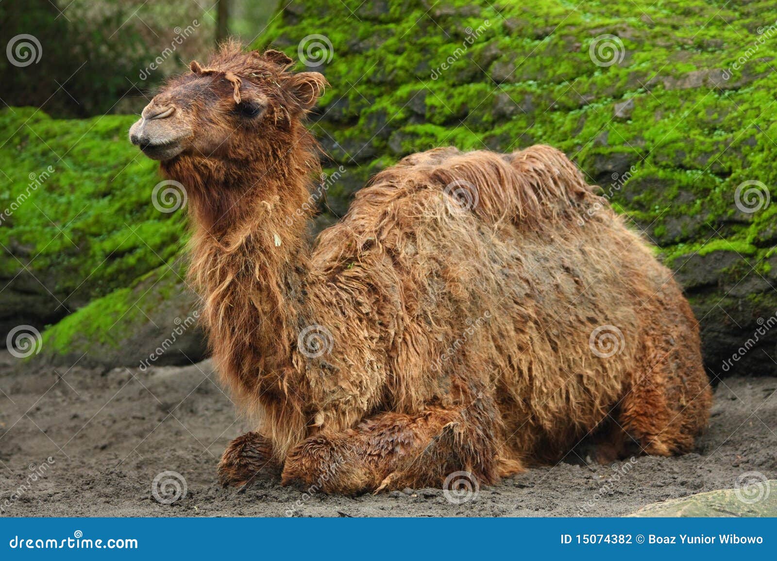 Baby Camel stock photo. Image of india, head, rein, journey - 15074382