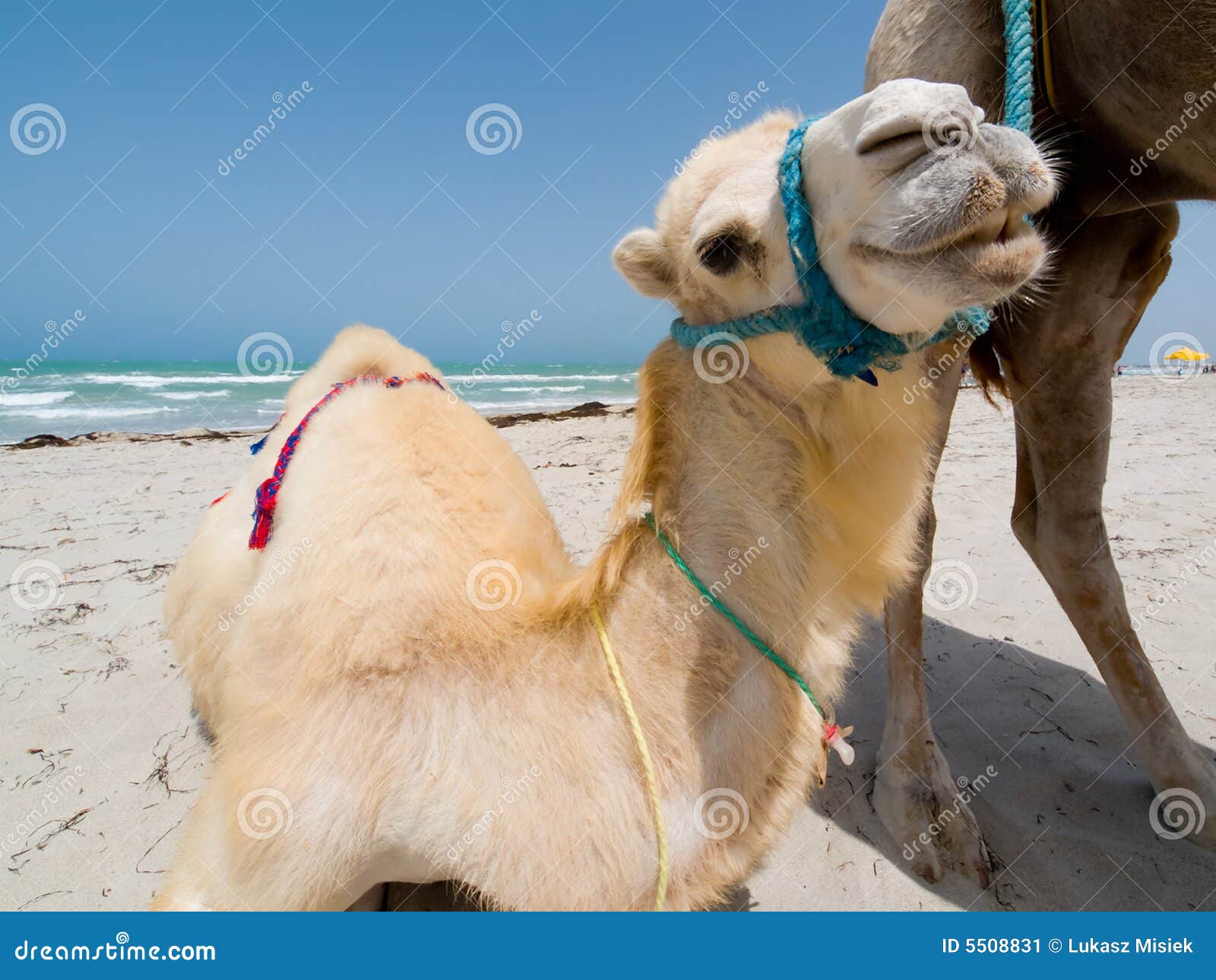 Baby Camel Feeding Stock Photography | CartoonDealer.com #307034