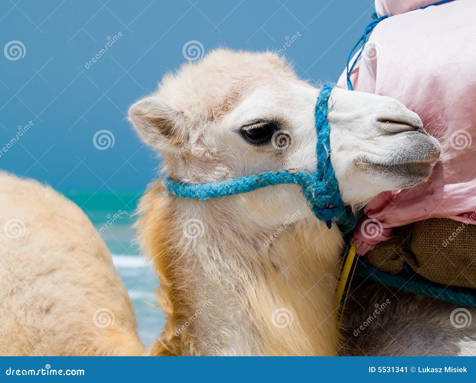 Baby camel stock image. Image of mammal, head, babyt, portrait - 5531341