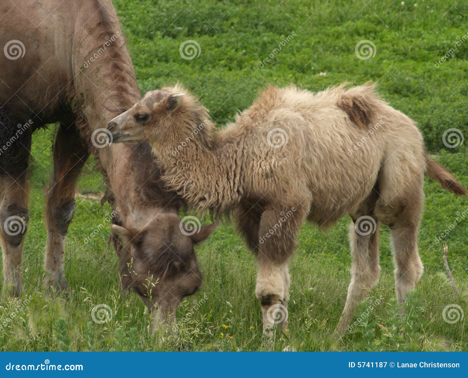 Baby Camel stock image. Image of follow, nature, trust - 5741187