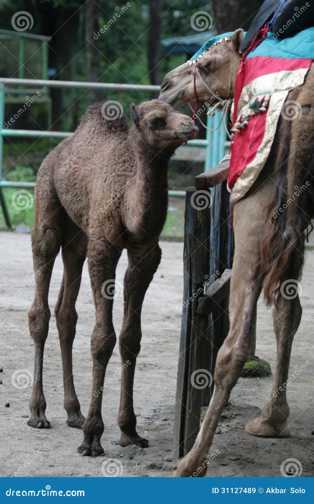 Newborn Baby Camel