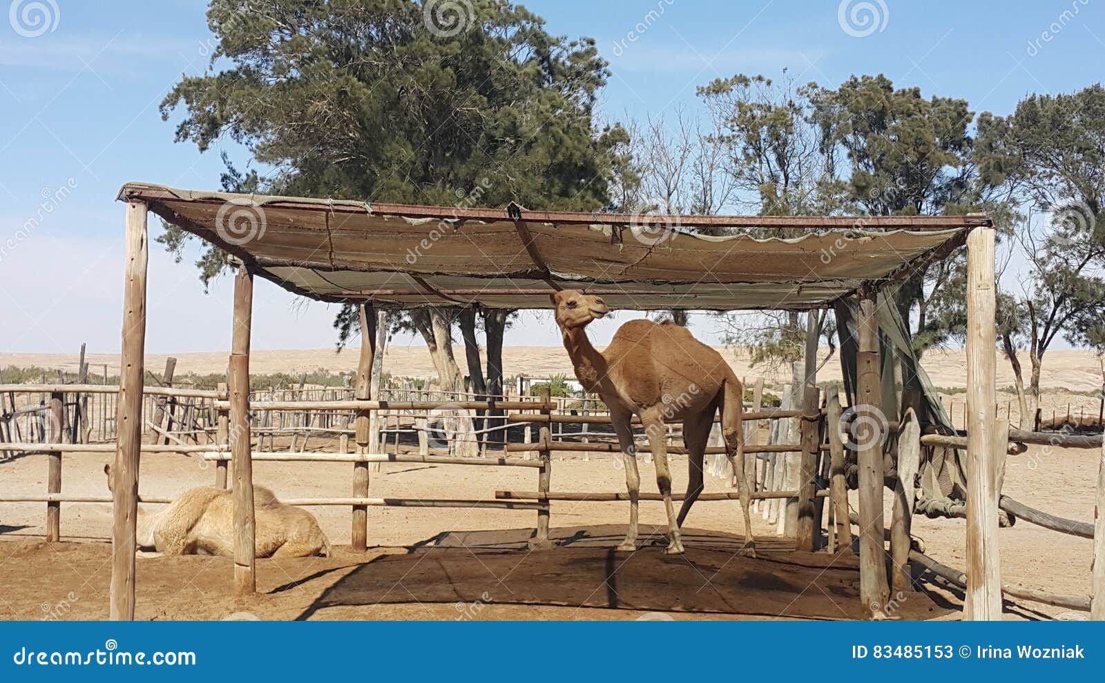 Baby Camel stock image. Image of sunbaked, camel, baren - 83485153