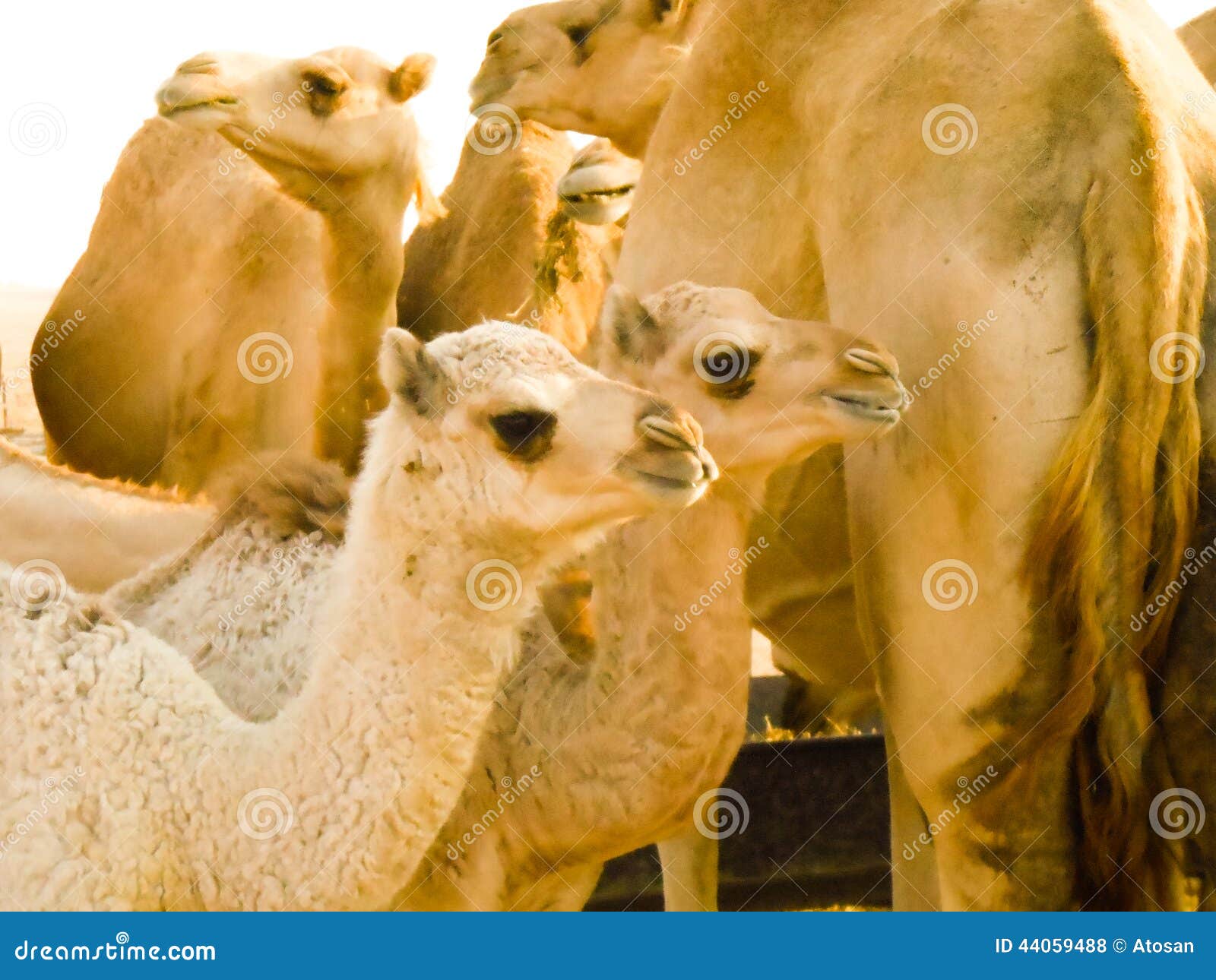 2 Baby Camels stock photo. Image of peninsula, east, jung - 44059488