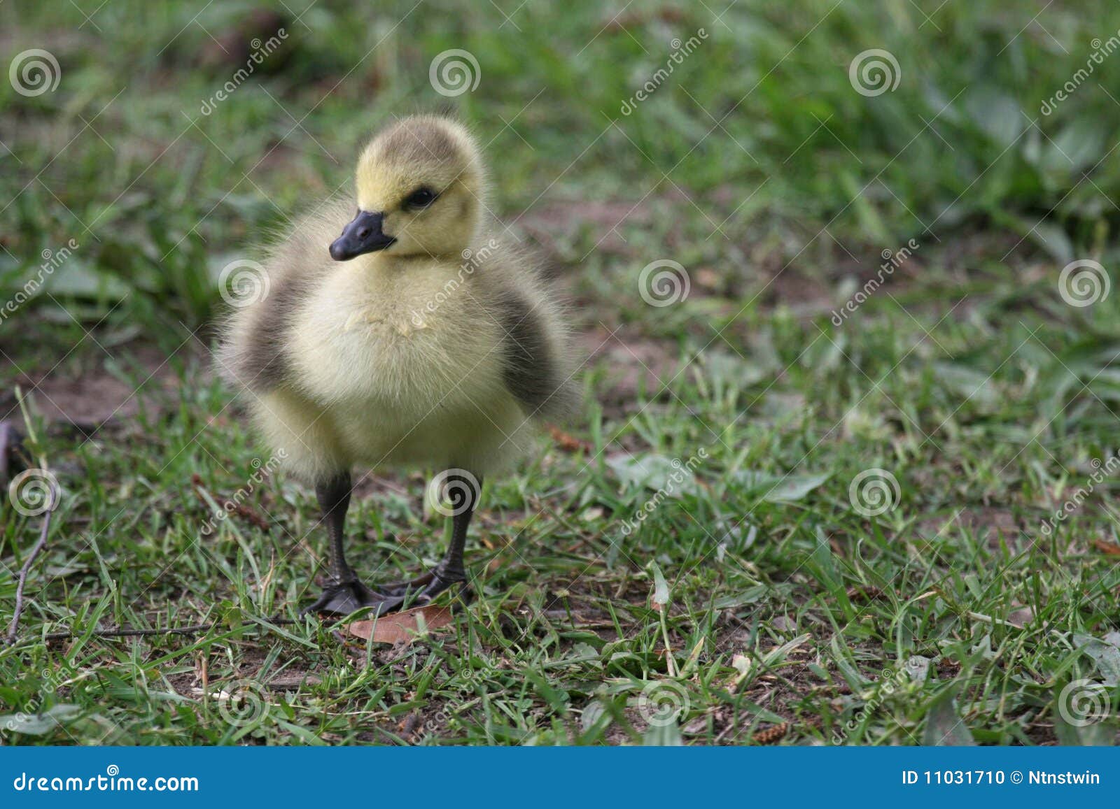 Baby Canada Goose Goslings Under The Wing Of Mother Canada Goose ...