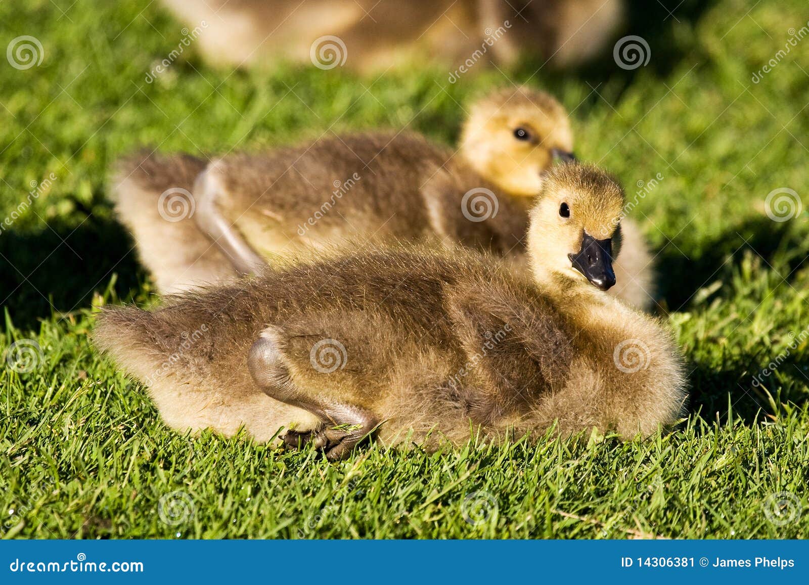 Baby Canada Goose Goslings Under The Wing Of Mother Canada Goose ...