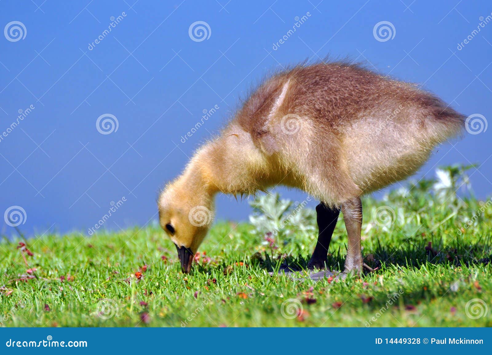 Baby Canada Goose Goslings Under The Wing Of Mother Canada Goose ...