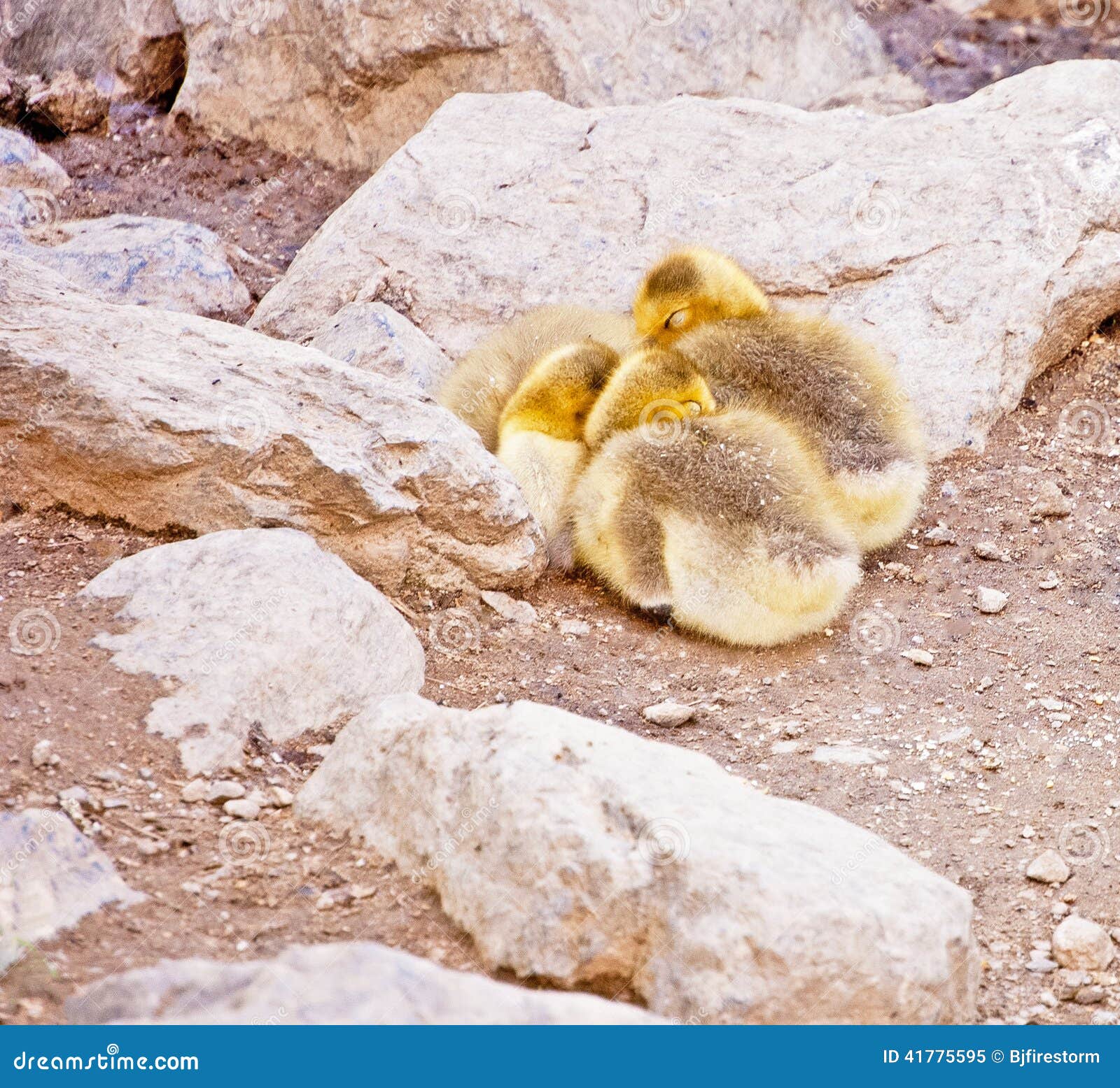 Baby Canadian Geese stock image. Image of gosling, sleeping - 41775595