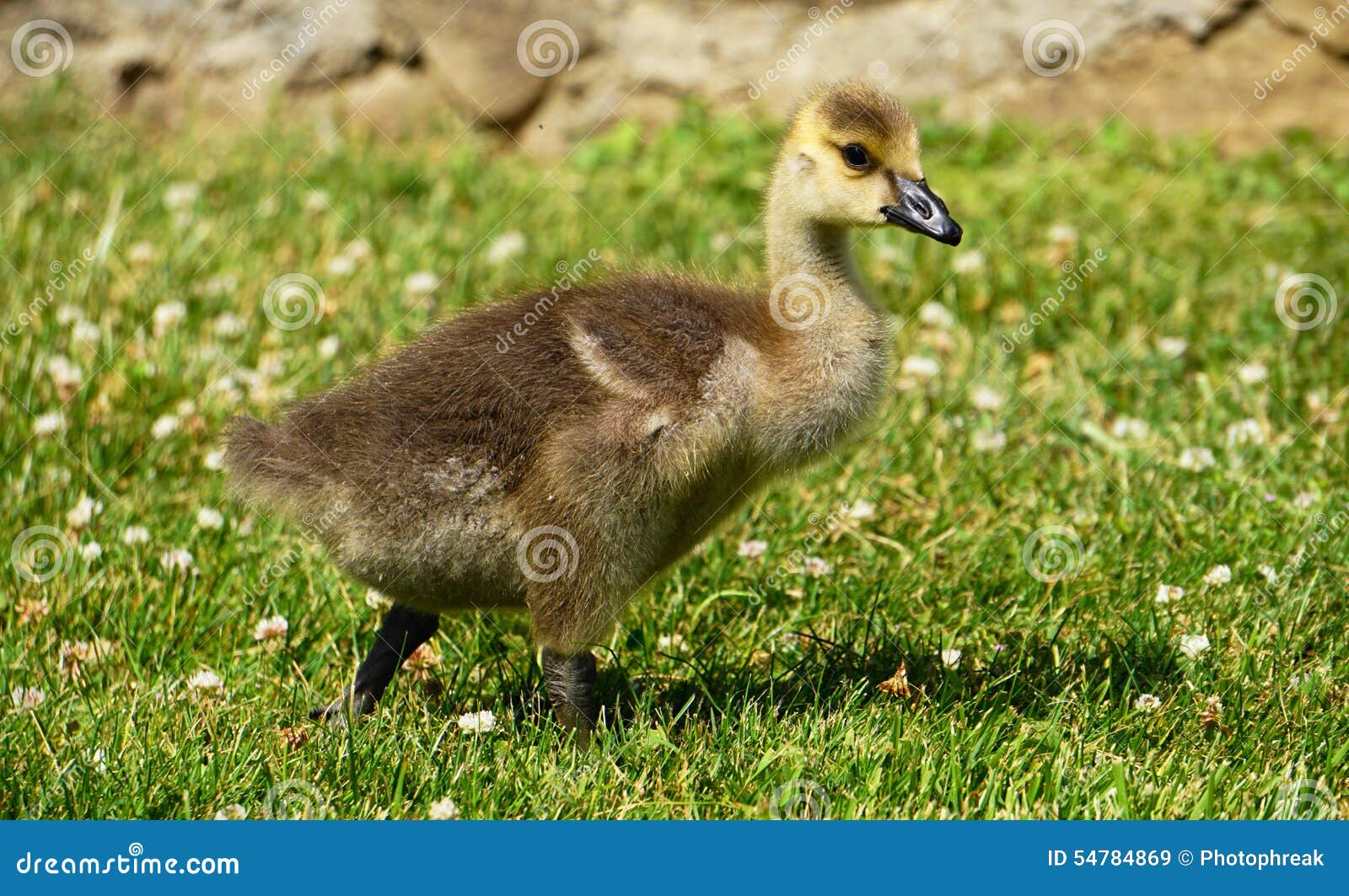 Baby Canadian goose stock image. Image of looking, green - 54784869