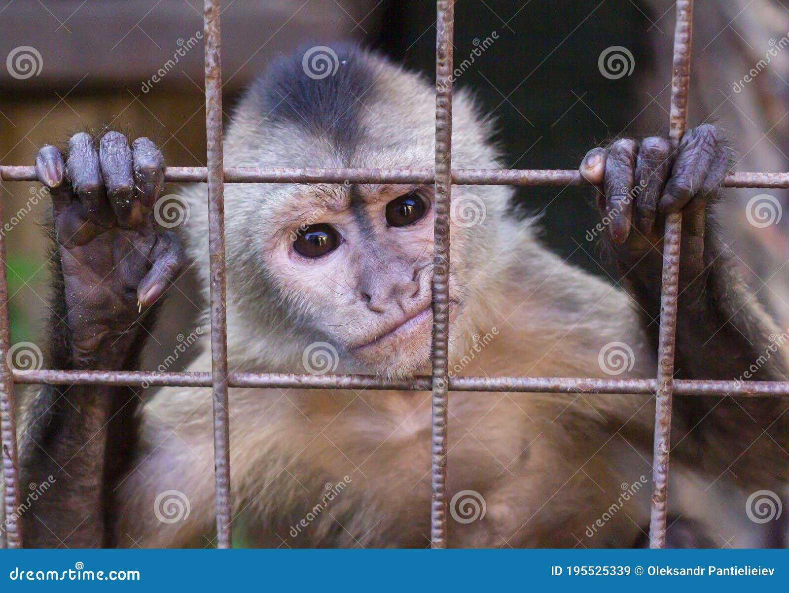 Baby Capuchin in a Cage. Monkey at the Zoo Stock Image - Image of ...