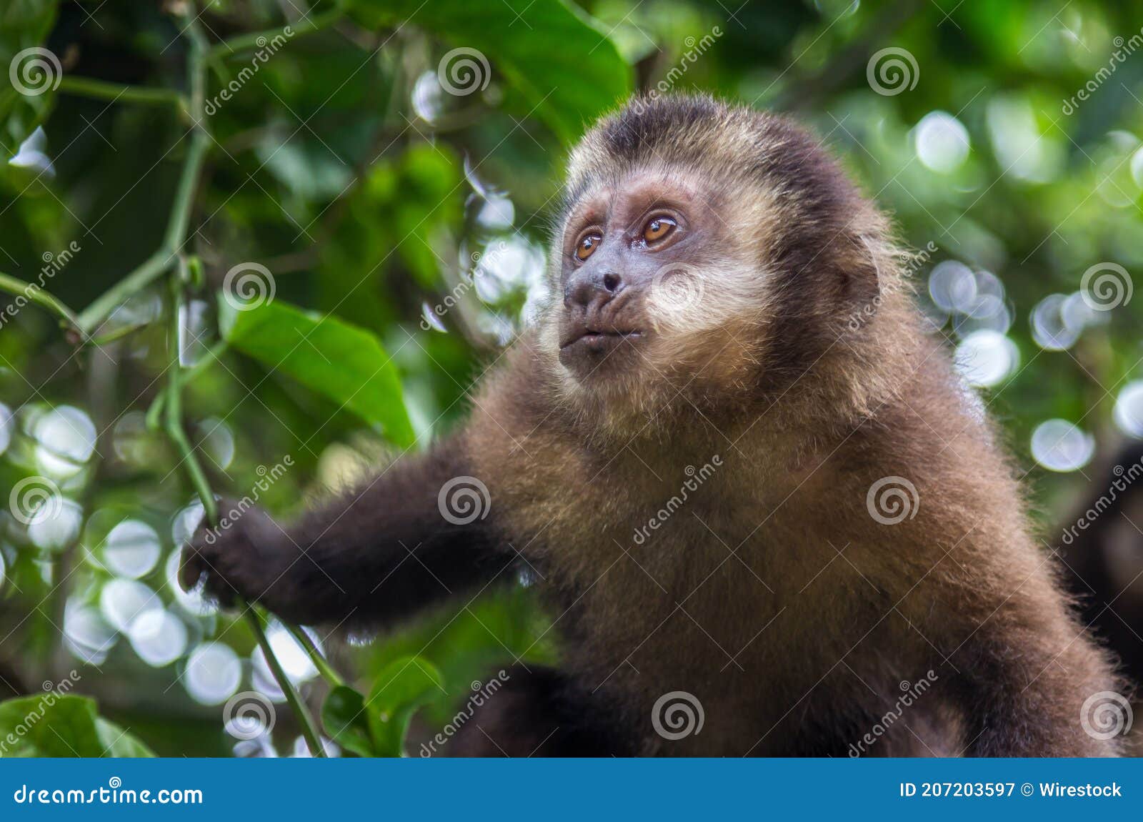 Baby Capuchin Monkey on the Tre Stock Image - Image of portrait, face ...