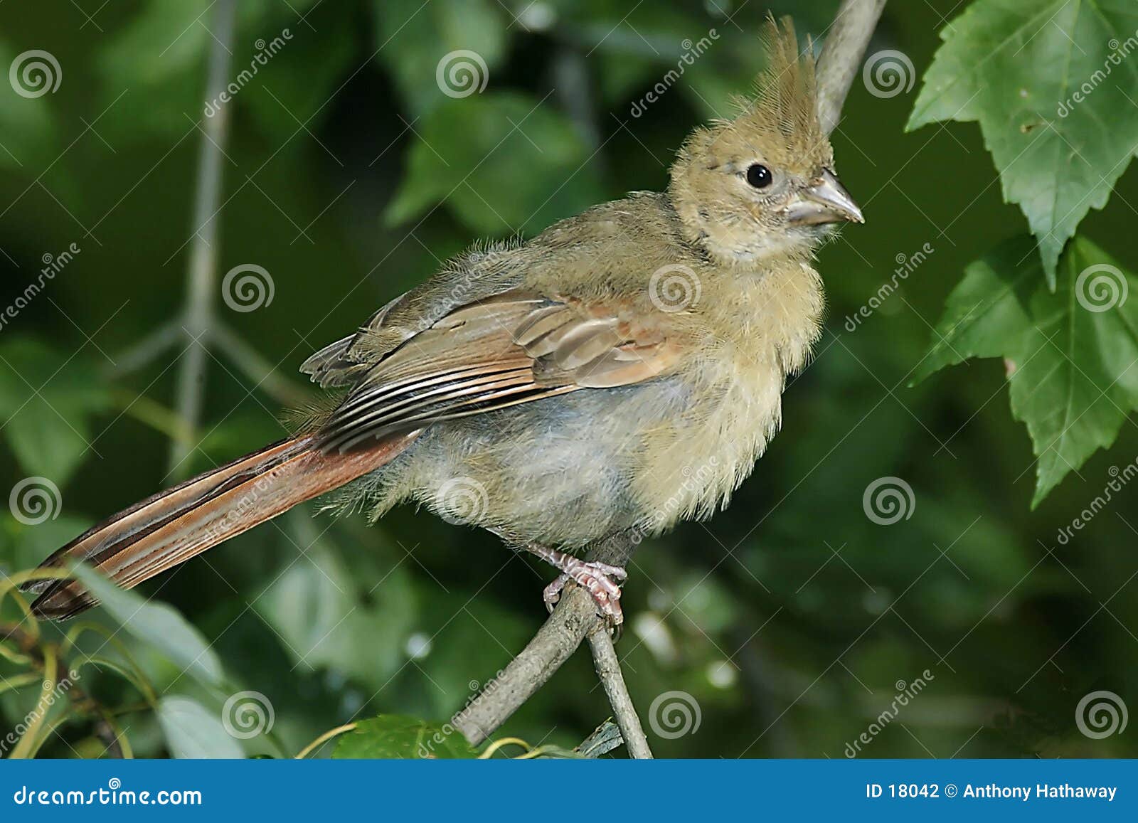 Baby Cardinal Picture. Image: 18042