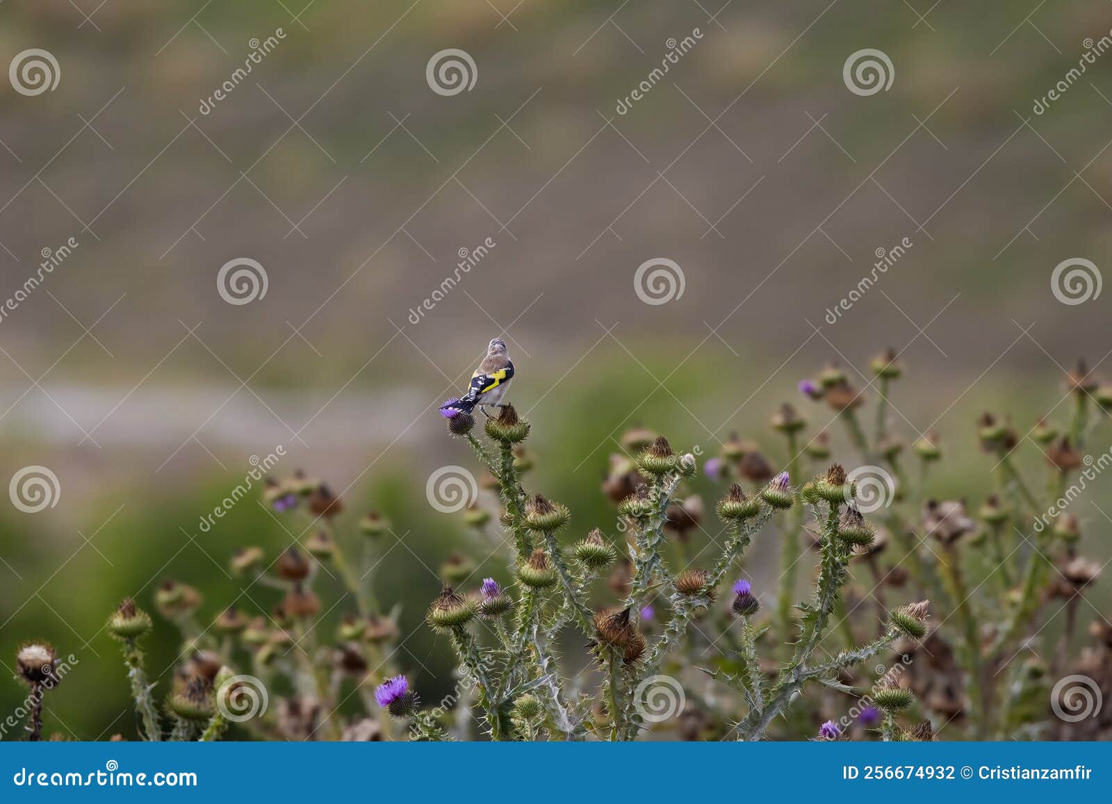 Baby Carduelis carduelis stock photo. Image of linnet - 256674932