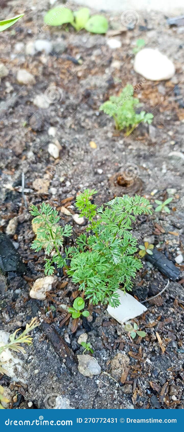 Baby carrot at garden stock image. Image of soil, nature - 270772431