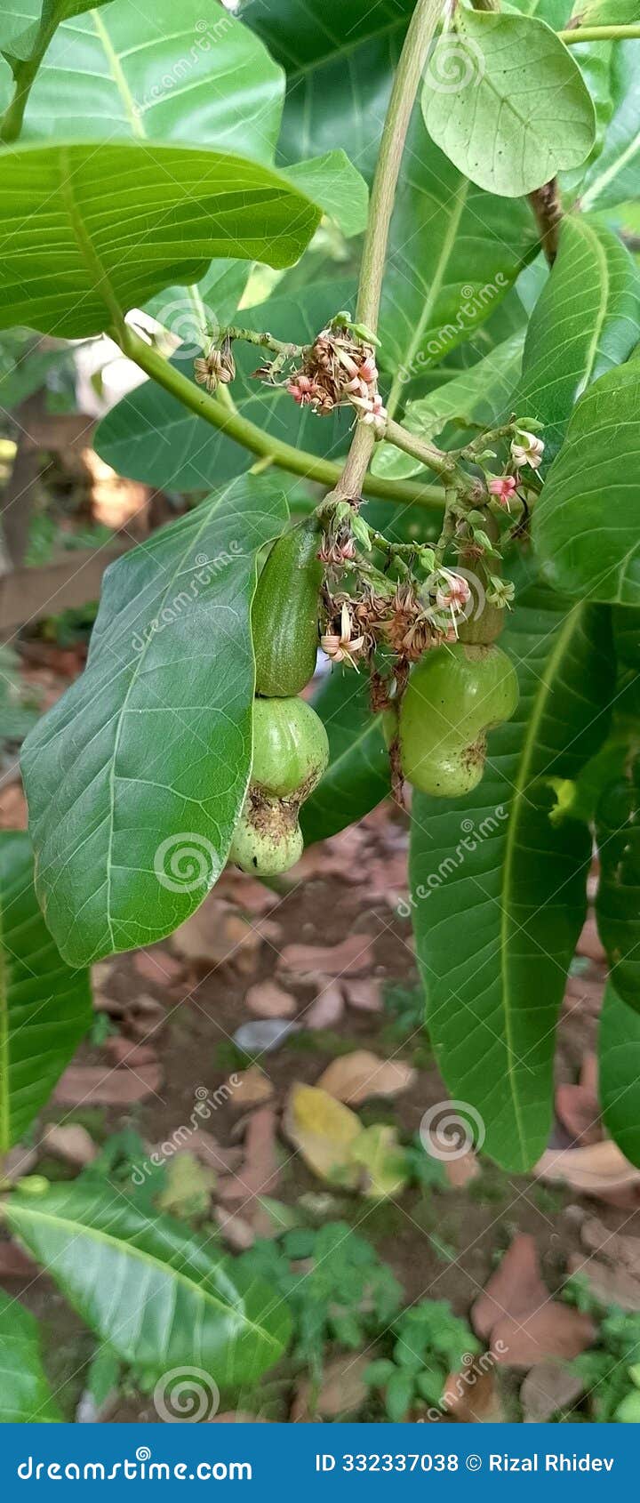 Baby cashew fruit stock photo. Image of food, small - 332337038