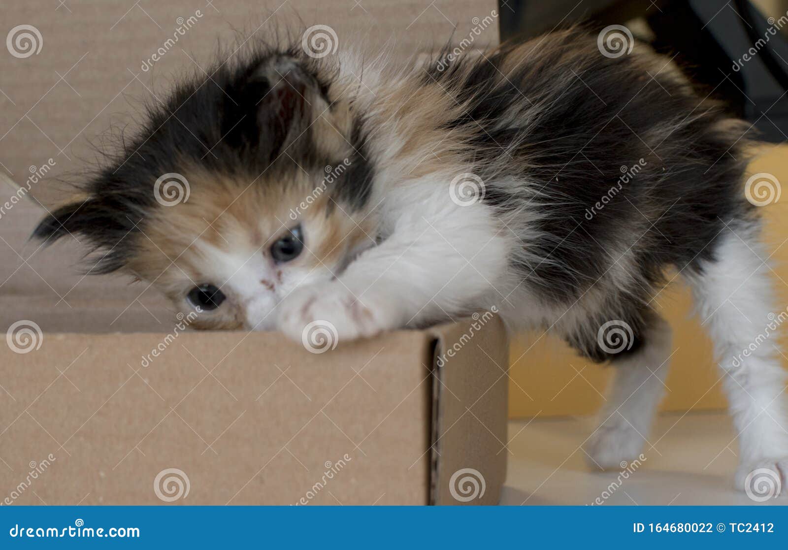 Baby cat stock photo. Image of domestic, animal, feline - 164680022