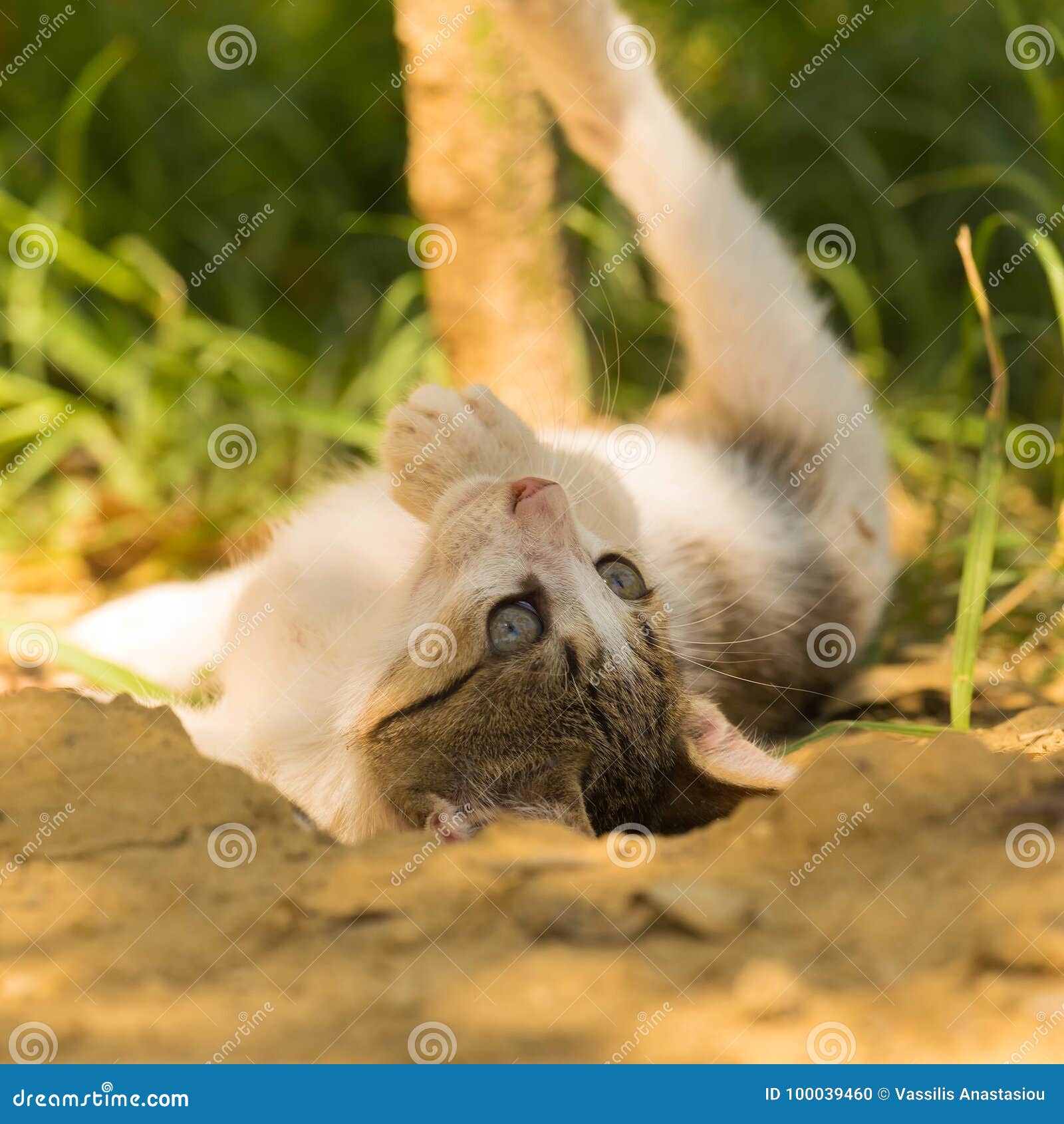 Baby Cat Backwards Playing and Posing Stock Photo - Image of playing ...