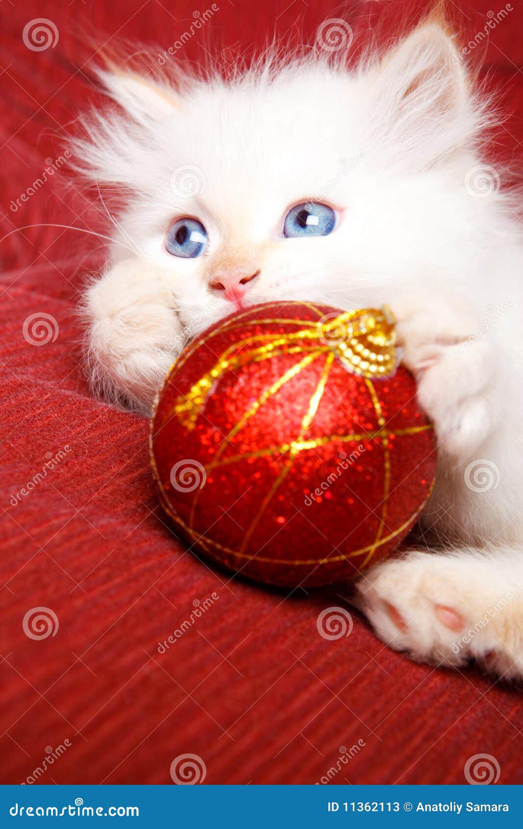 Baby Cat with Christmas Decoration Stock Image - Image of animal ...
