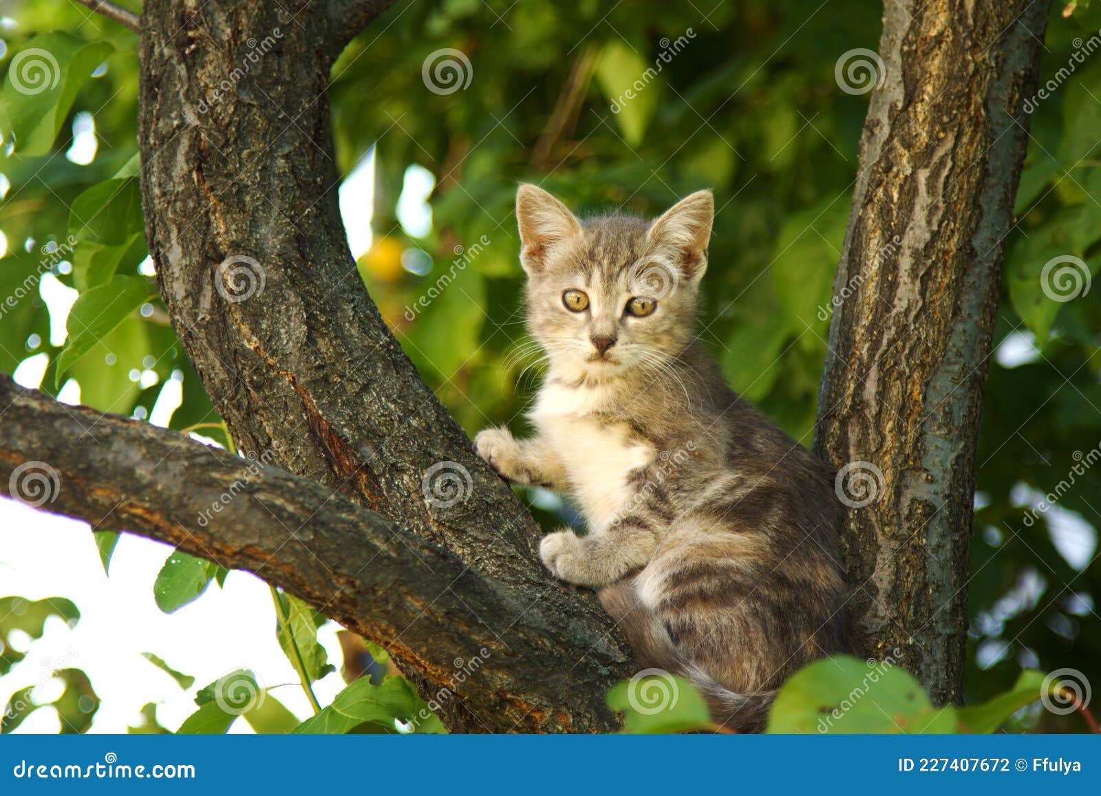 Baby Cat stock photo. Image of adorable, green, natural - 227407672