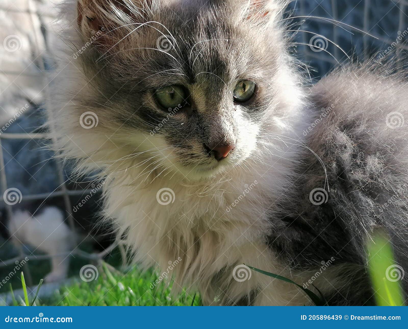 Baby cat stock image. Image of cute, beautiful, baby - 205896439