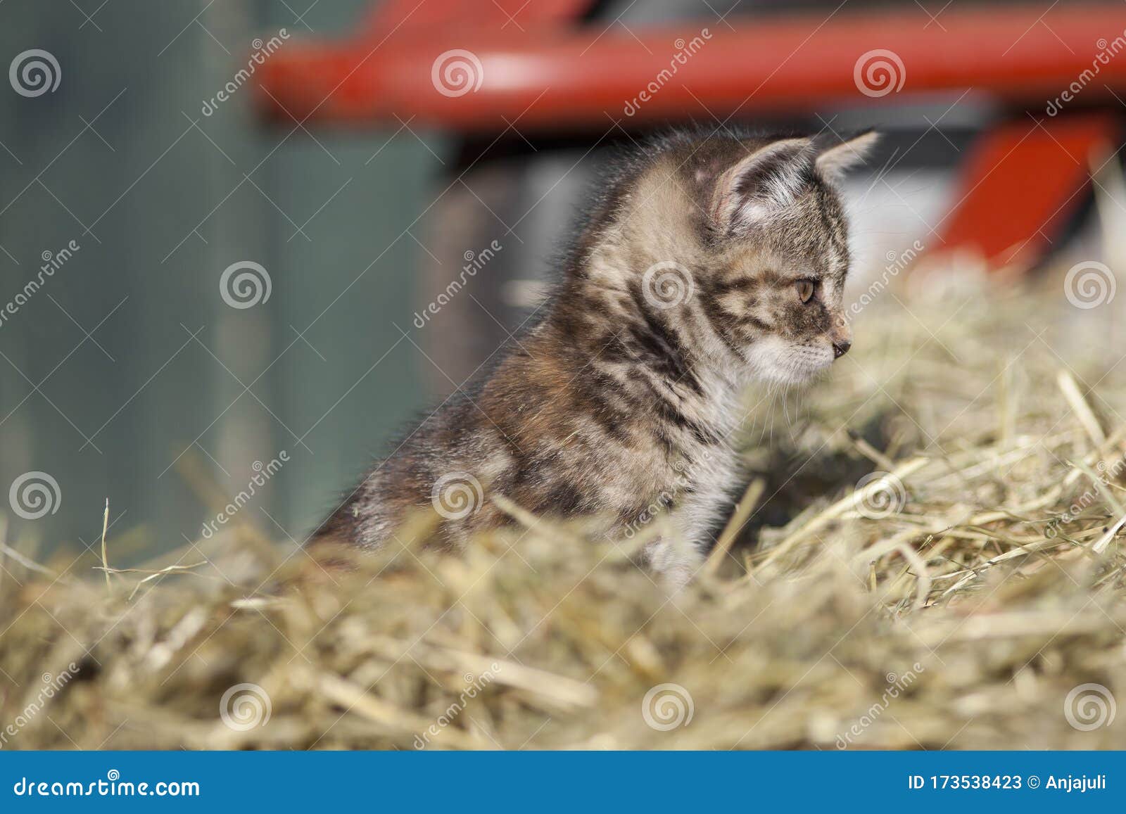 Baby Cat, Cute Kitten in Hay on Farm Stock Image - Image of beautiful ...