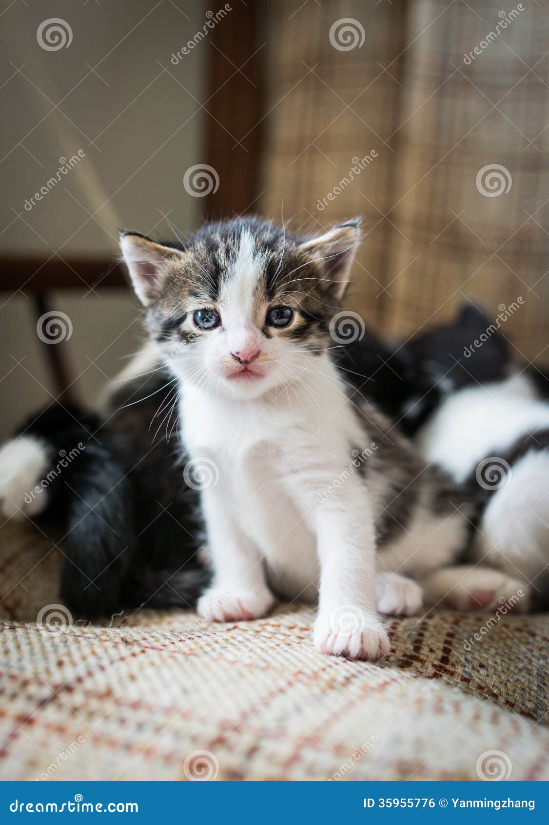 Baby cat having fun stock photo. Image of hairy, child - 35955776