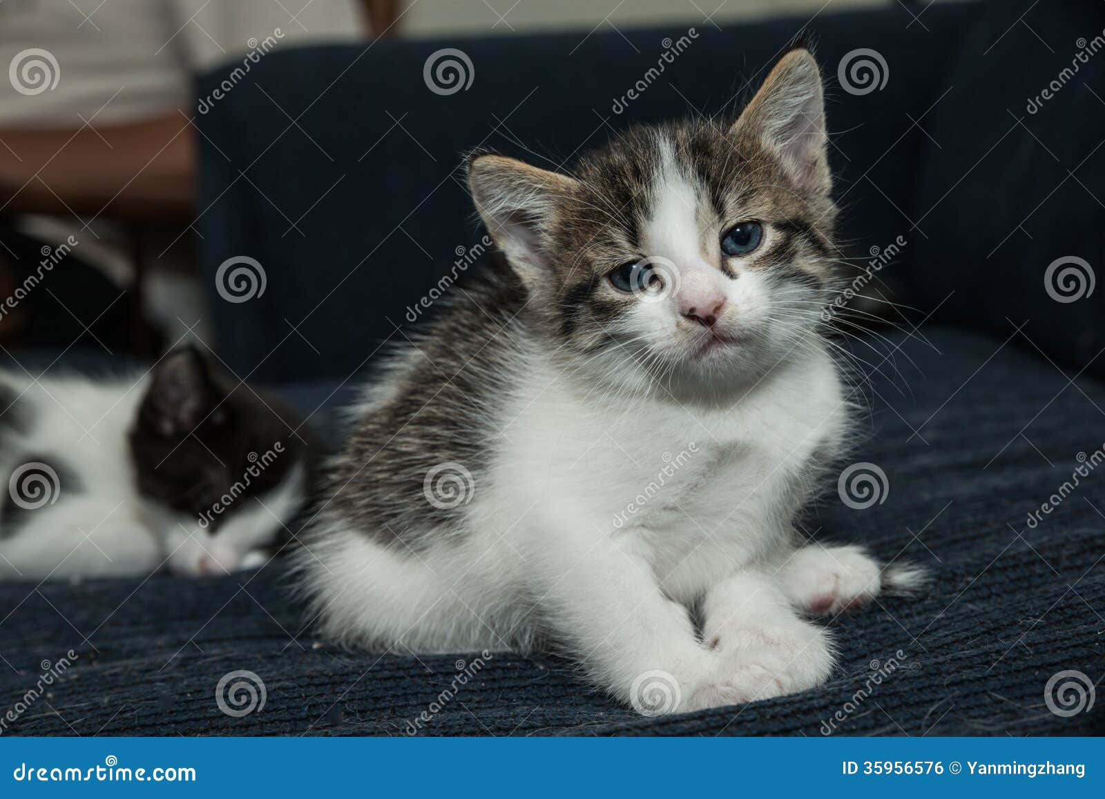 Baby cat having fun stock photo. Image of couch, cuddle - 35956576