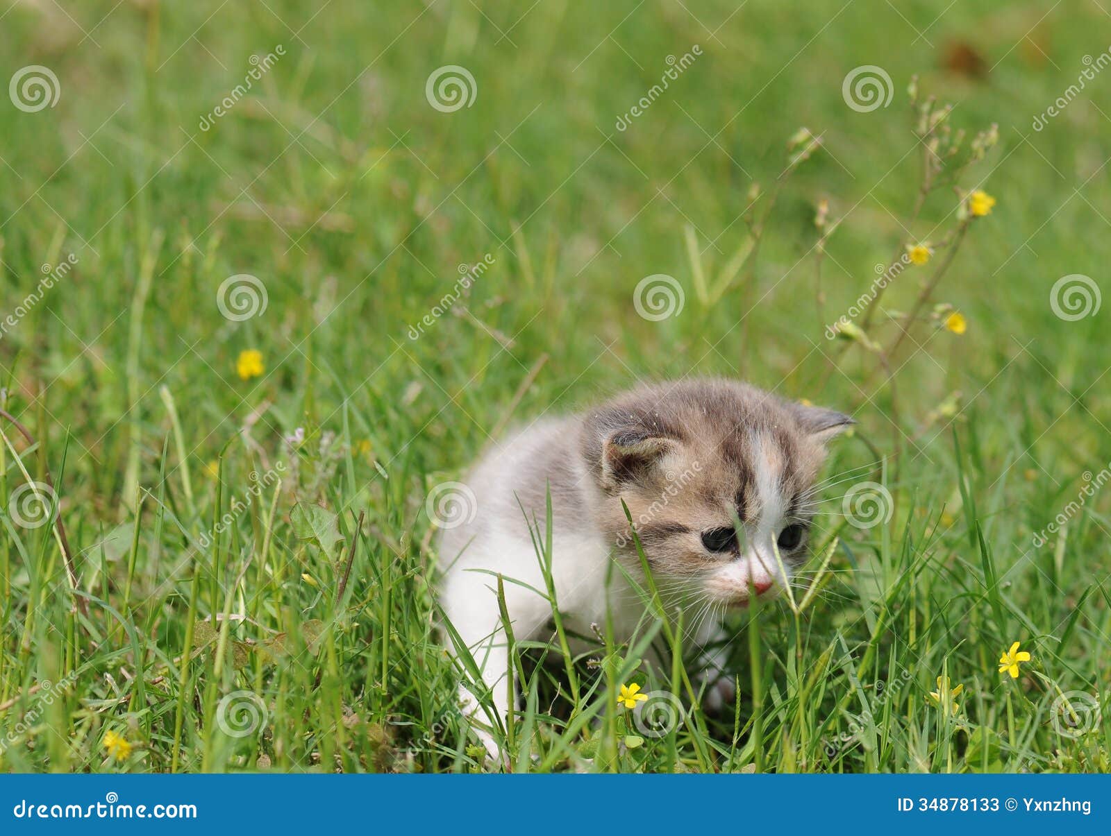 1 Baby Cat Kitty in Green Grass Stock Image - Image of drum, baby: 34878133