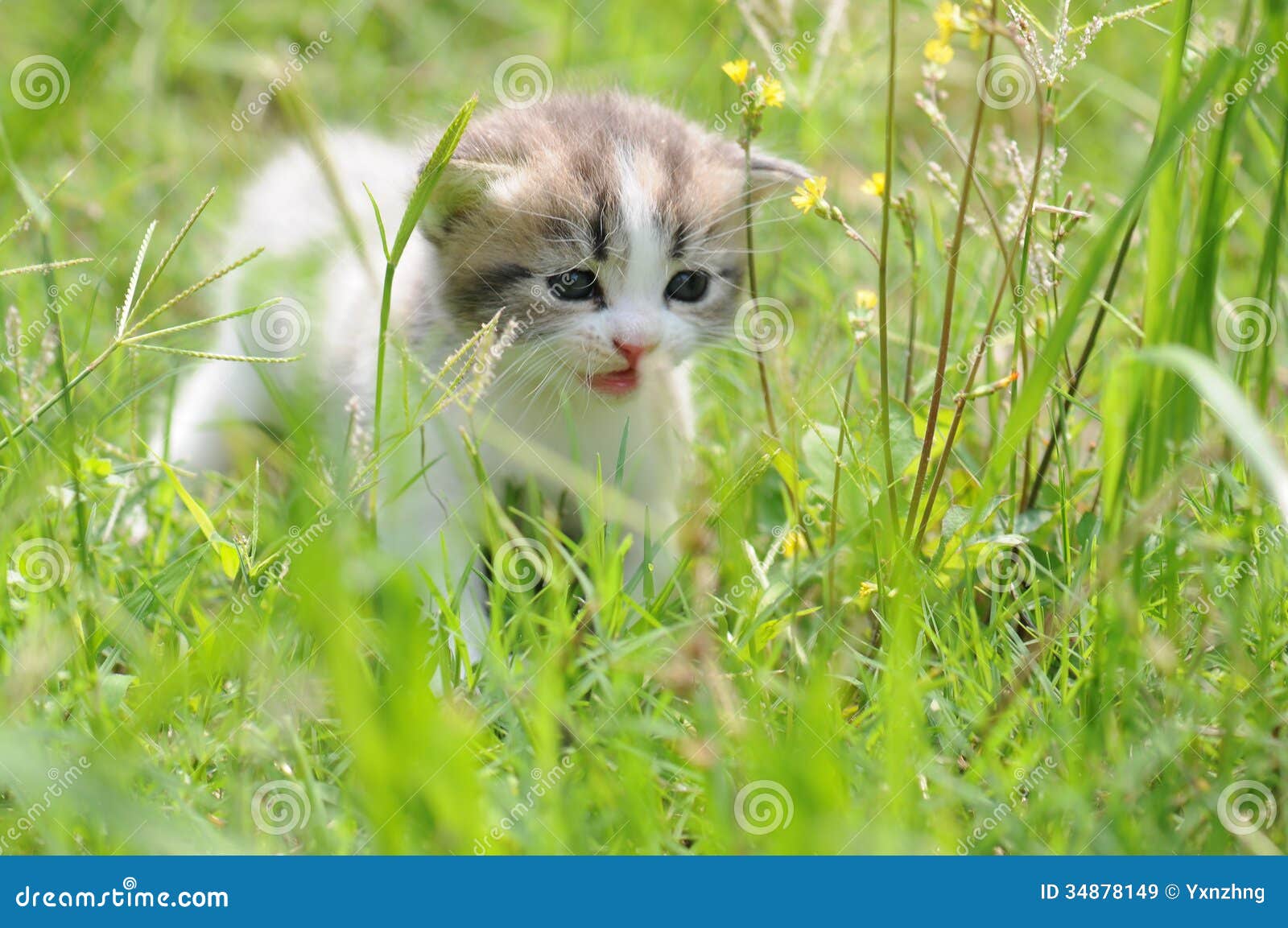 1 Baby Cat Kitty in Green Grass Stock Image - Image of life, kitty ...