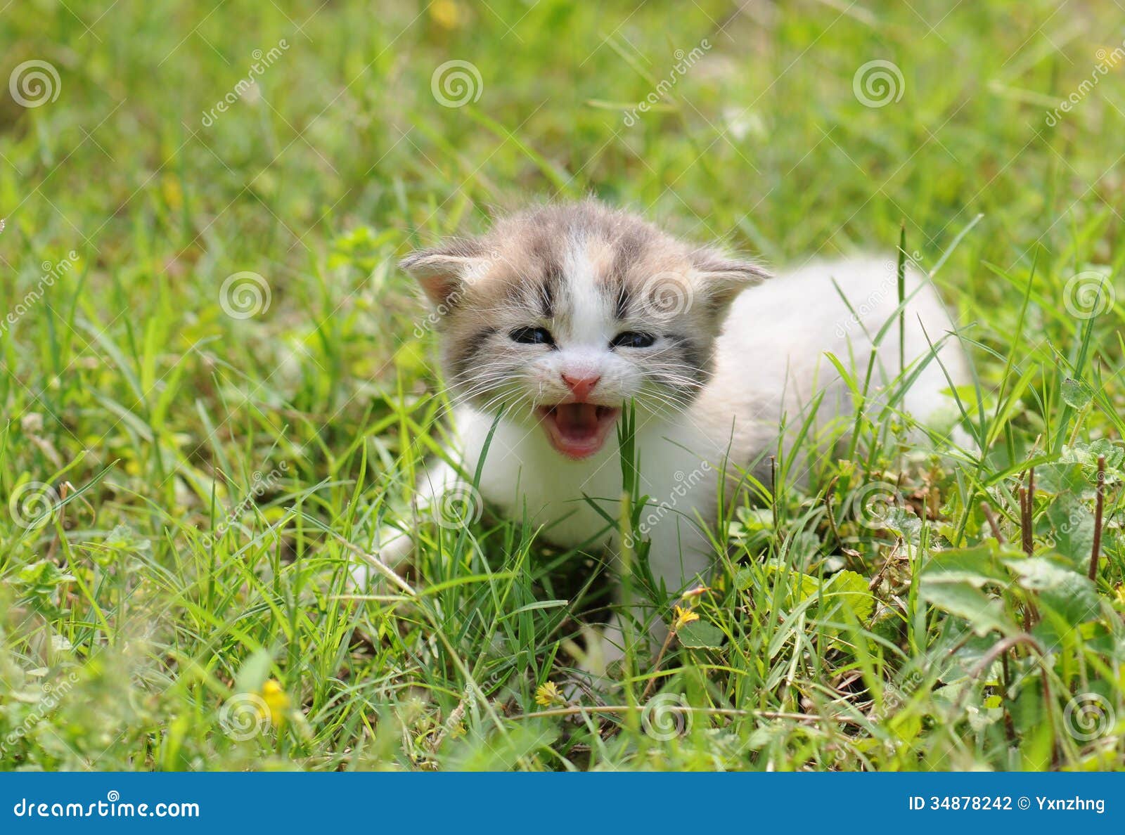 1 Baby Cat Kitty in Green Grass Stock Photo - Image of nature, bright ...