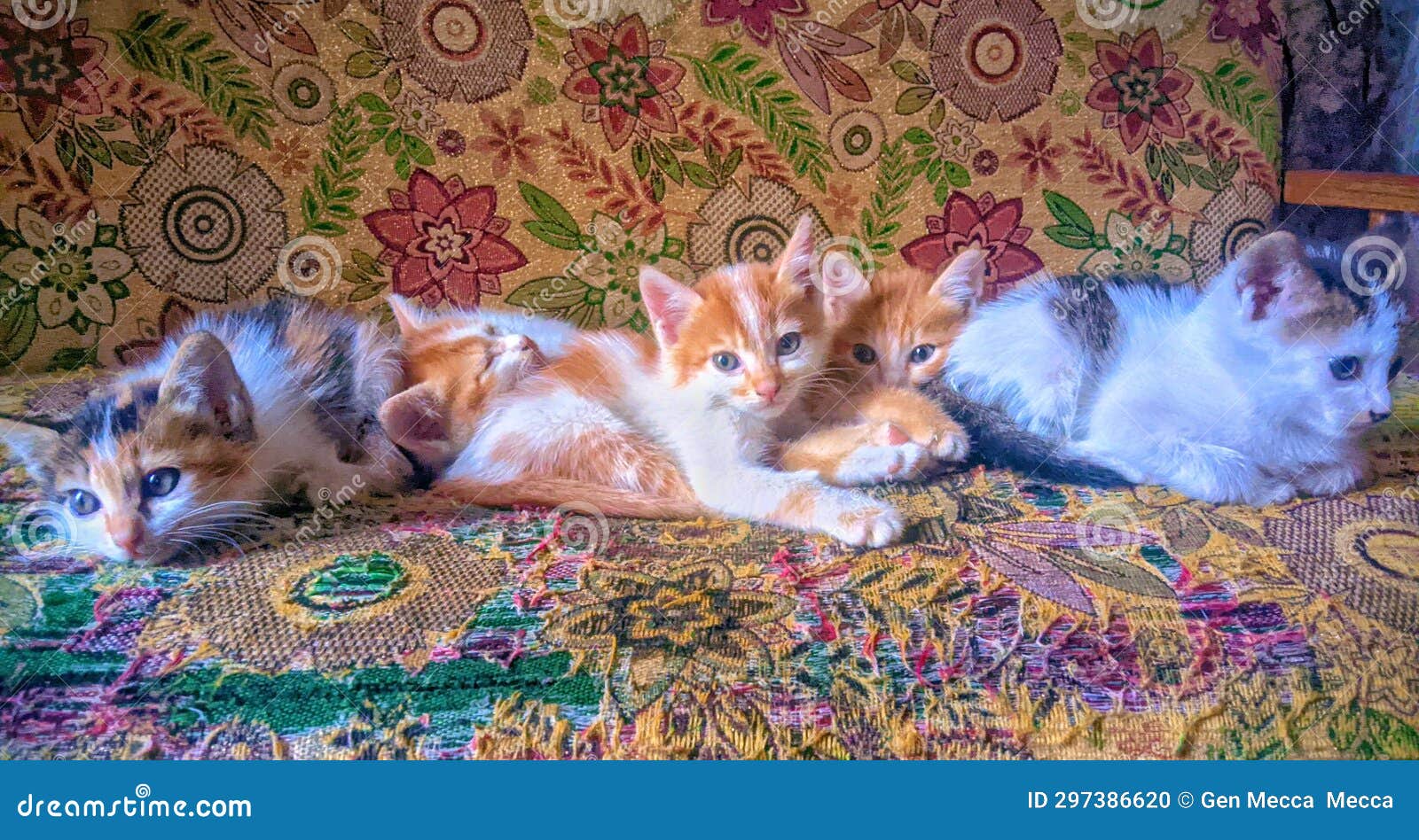 The Baby Cat Kucing Lucu Imut Stock Photo - Image of baby, carnivore ...