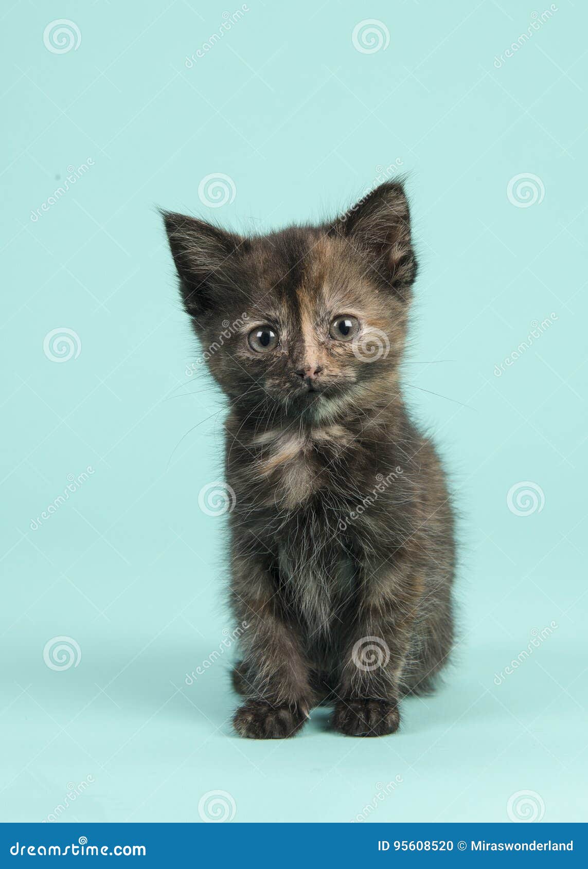 Newborn Tortoiseshell Kitten