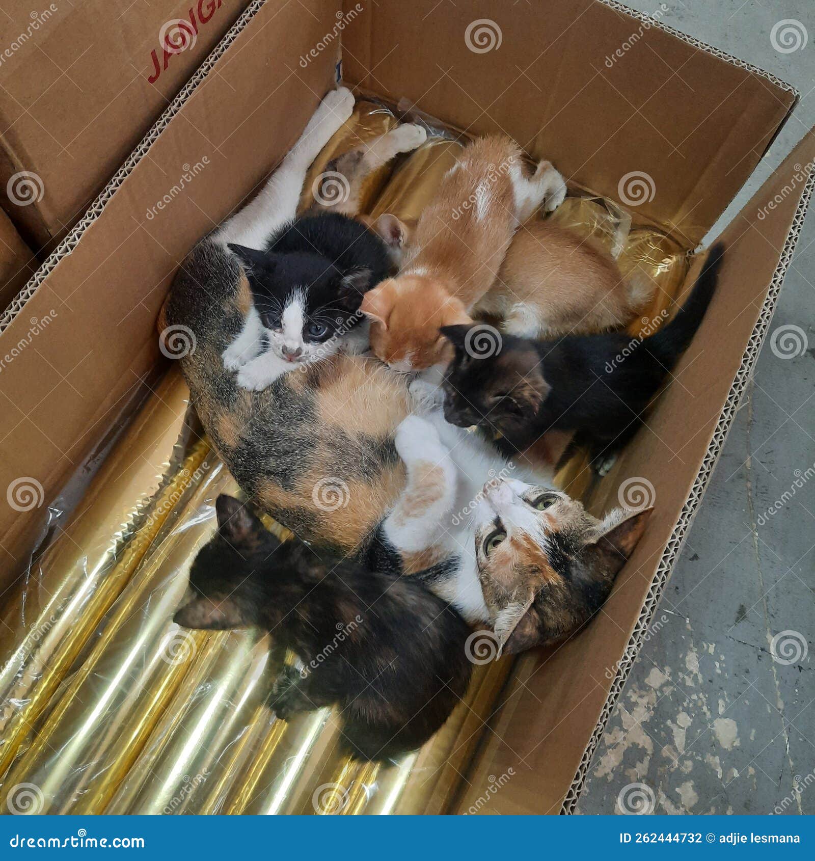 Baby Cat Need Food and Care Stock Photo - Image of nose, terrier: 262444732