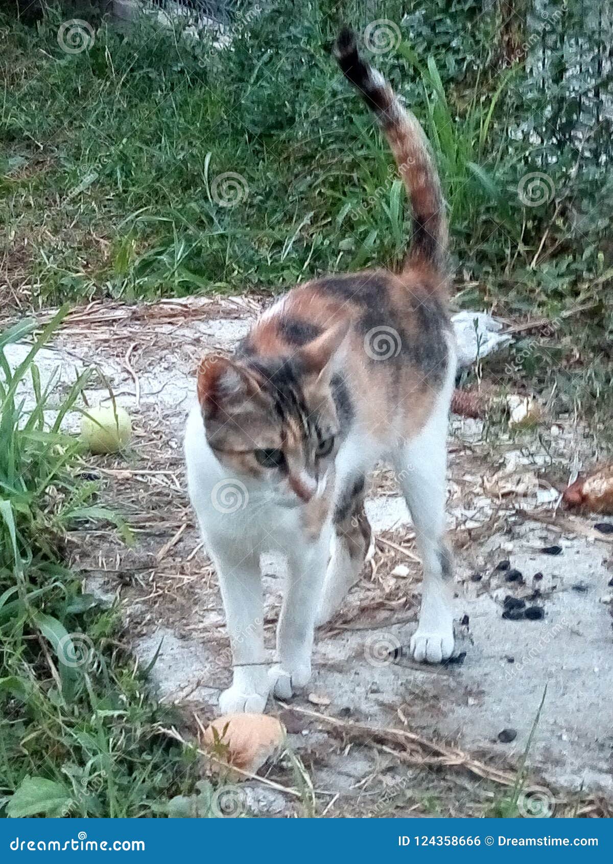 Stone timeless cat stock photo. Image of looking, moving - 124358666