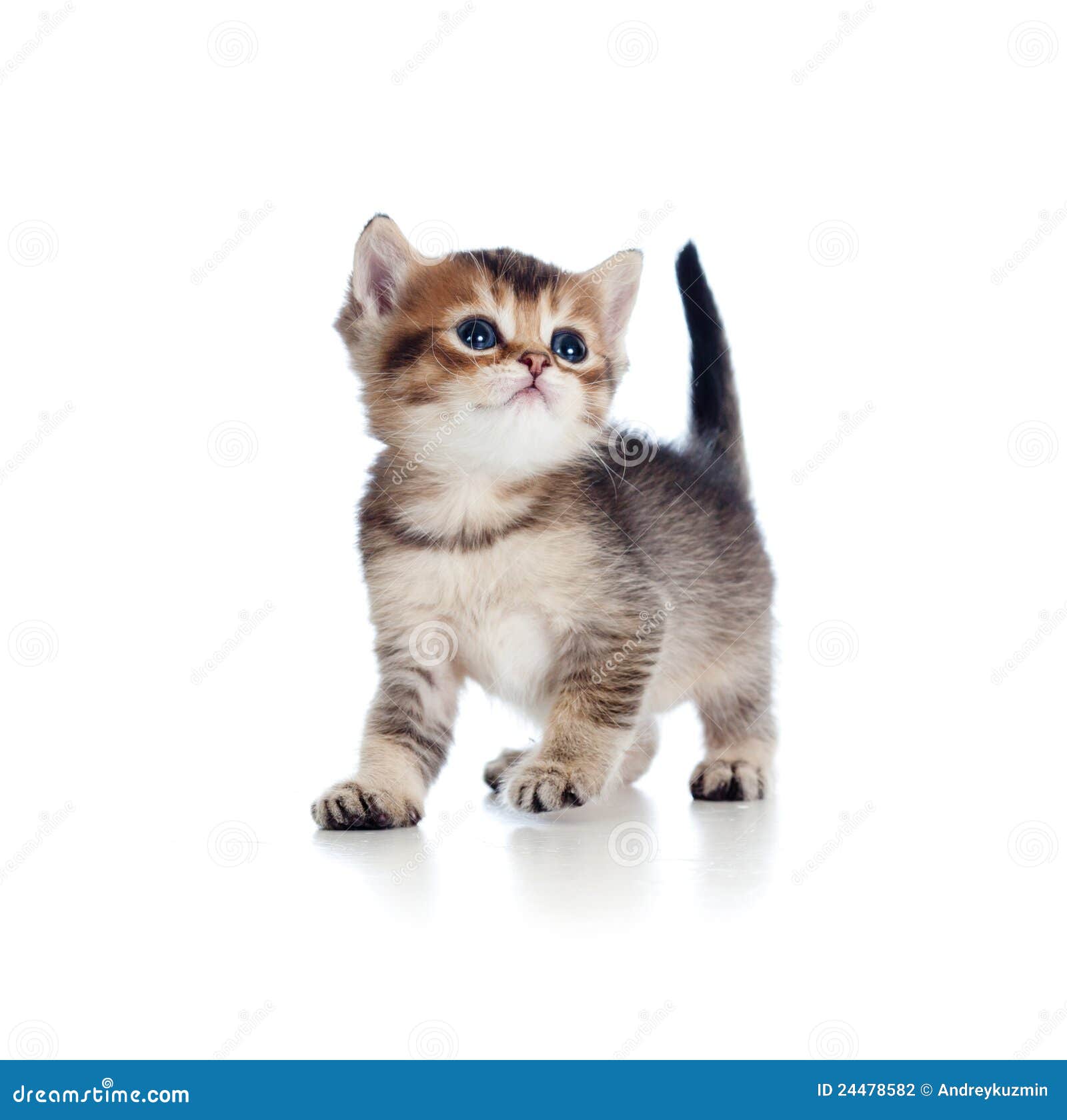 Baby Cat One Month Old Looking Upward Stock Photo - Image of kitten ...
